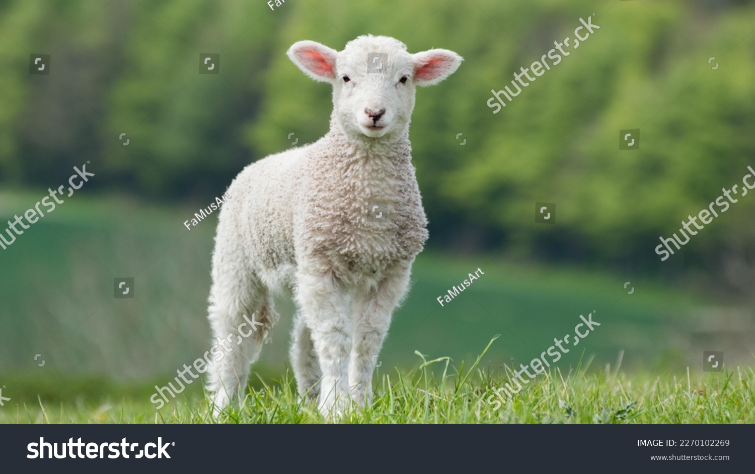 Lamb Goat and Sheep : Beautiful Journey of the amazing creature ...