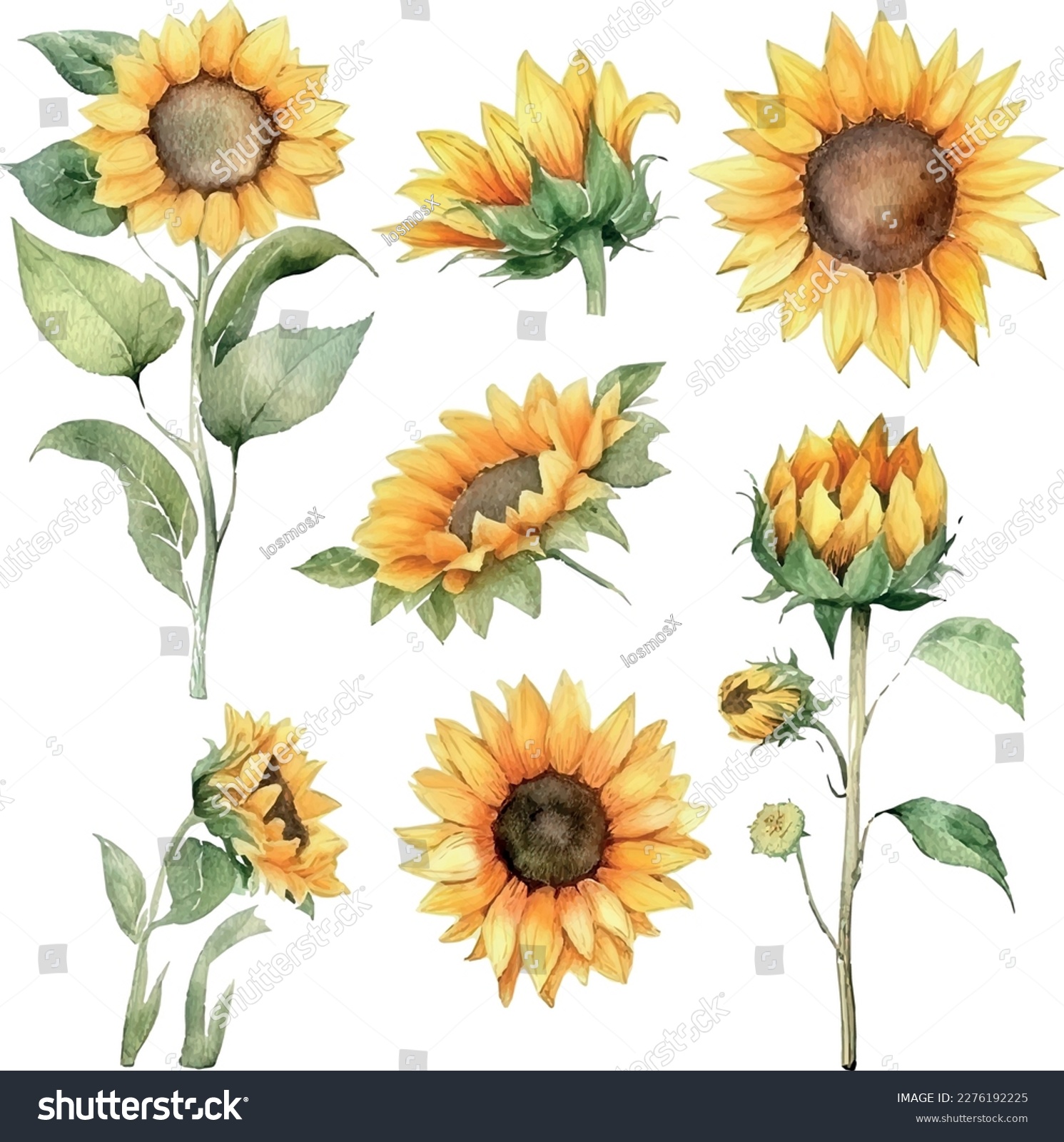Vector Watercolor floral Sunflowers illustration set - yellow flower ...