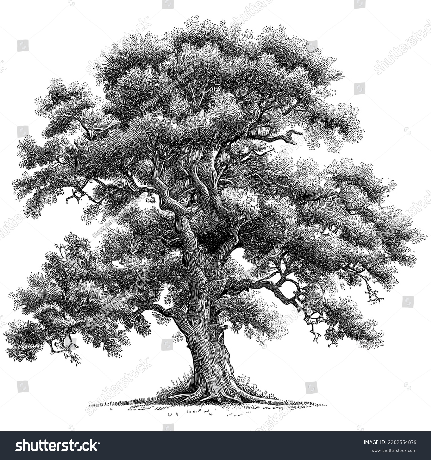 Hand Drawn Engraving Pen and Ink Old Oak Tree Vintage Vector ...
