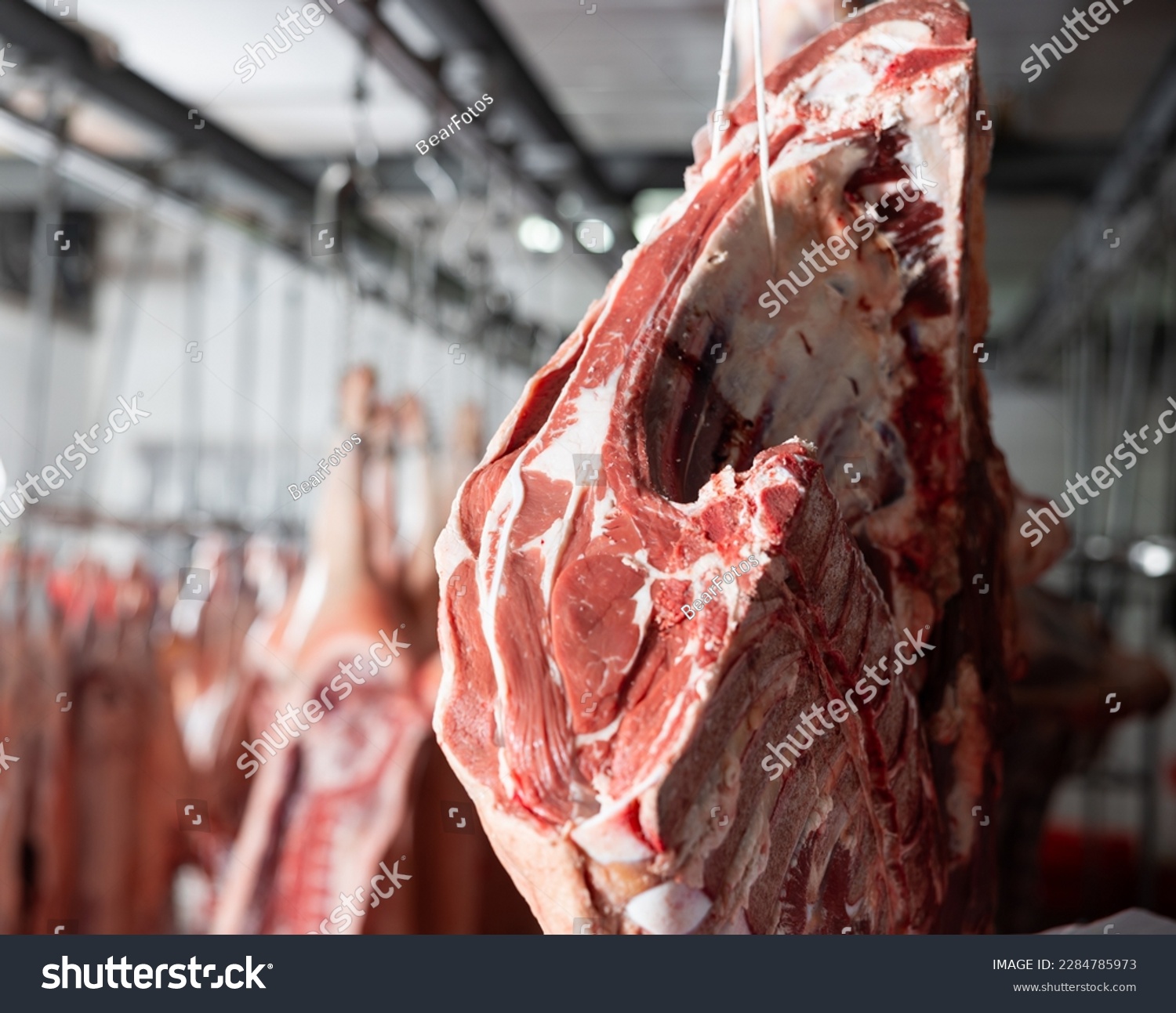 Processed beef carcasses hanging from hooks in storage area of ...