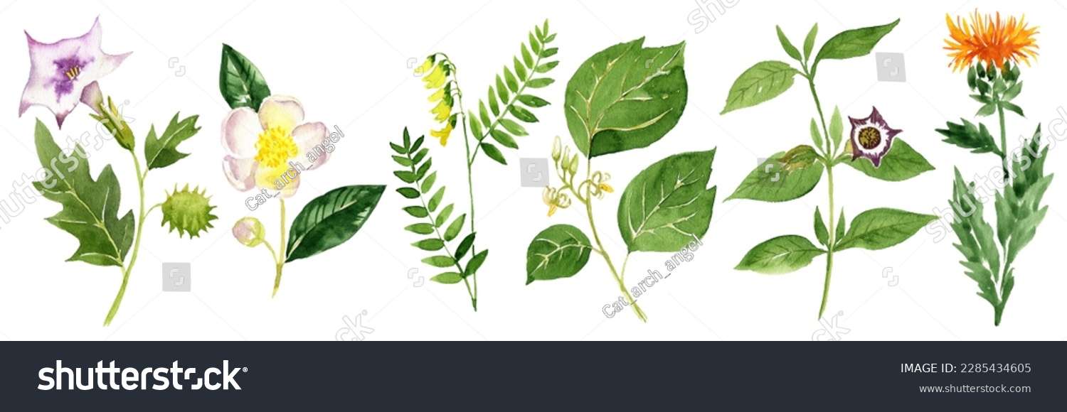 watercolor drawing herbs of traditional chinese medicine devil's ...