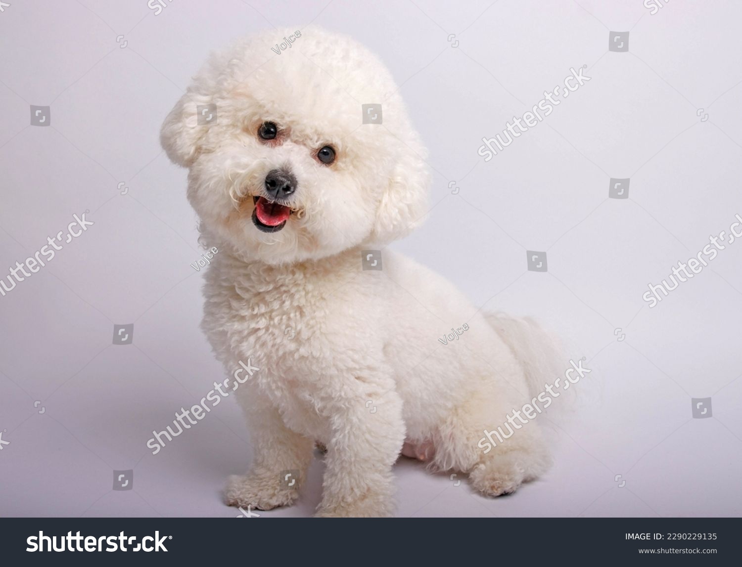 The Bichon Frisé toy dog photo-shooting in studio_站酷海洛_正版图片_视频_字体_音乐素材 ...