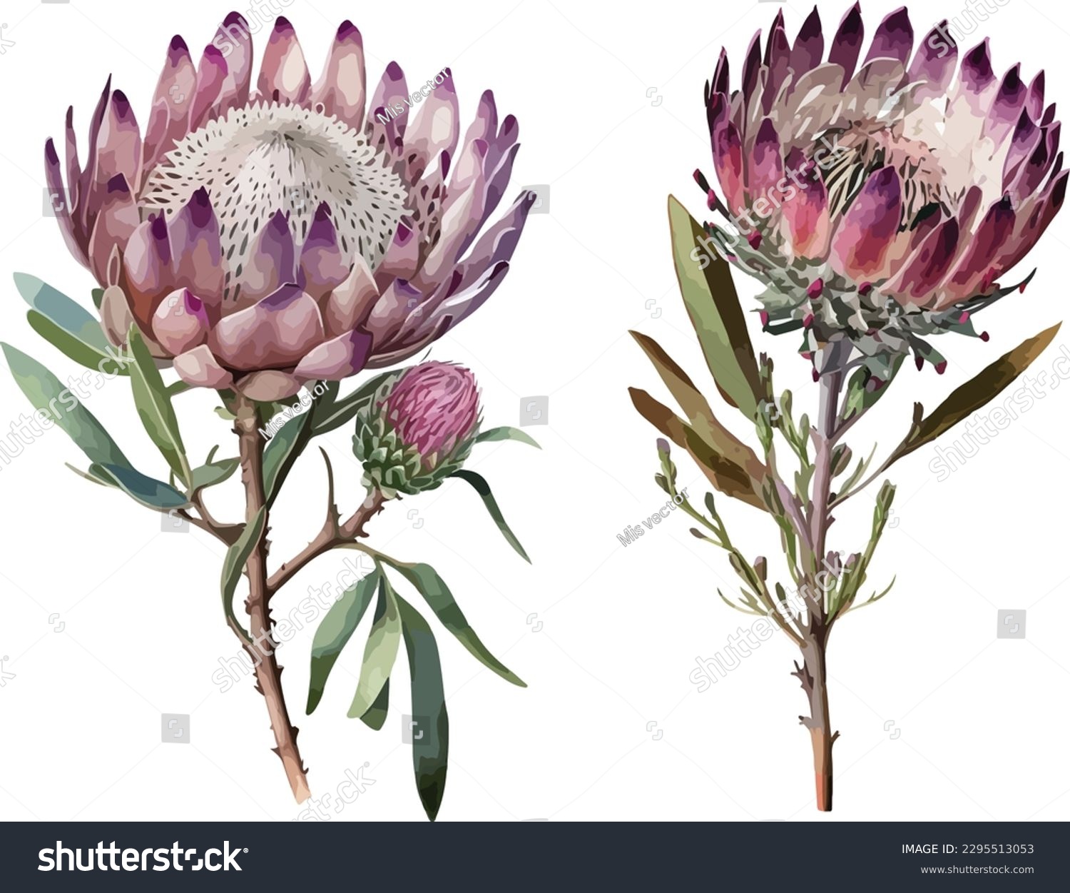 Protea clipart isolated vector illustration._站酷海洛_正版图片_视频_字体_音乐素材交易平台_站 ...