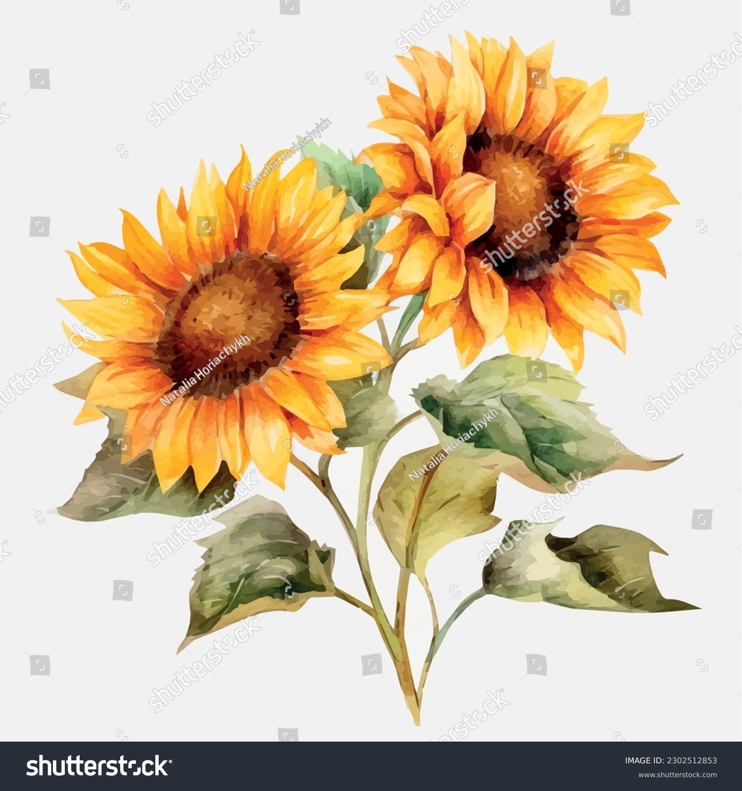 Sunflowers drawing on white background isolated vector. Sunflower ...
