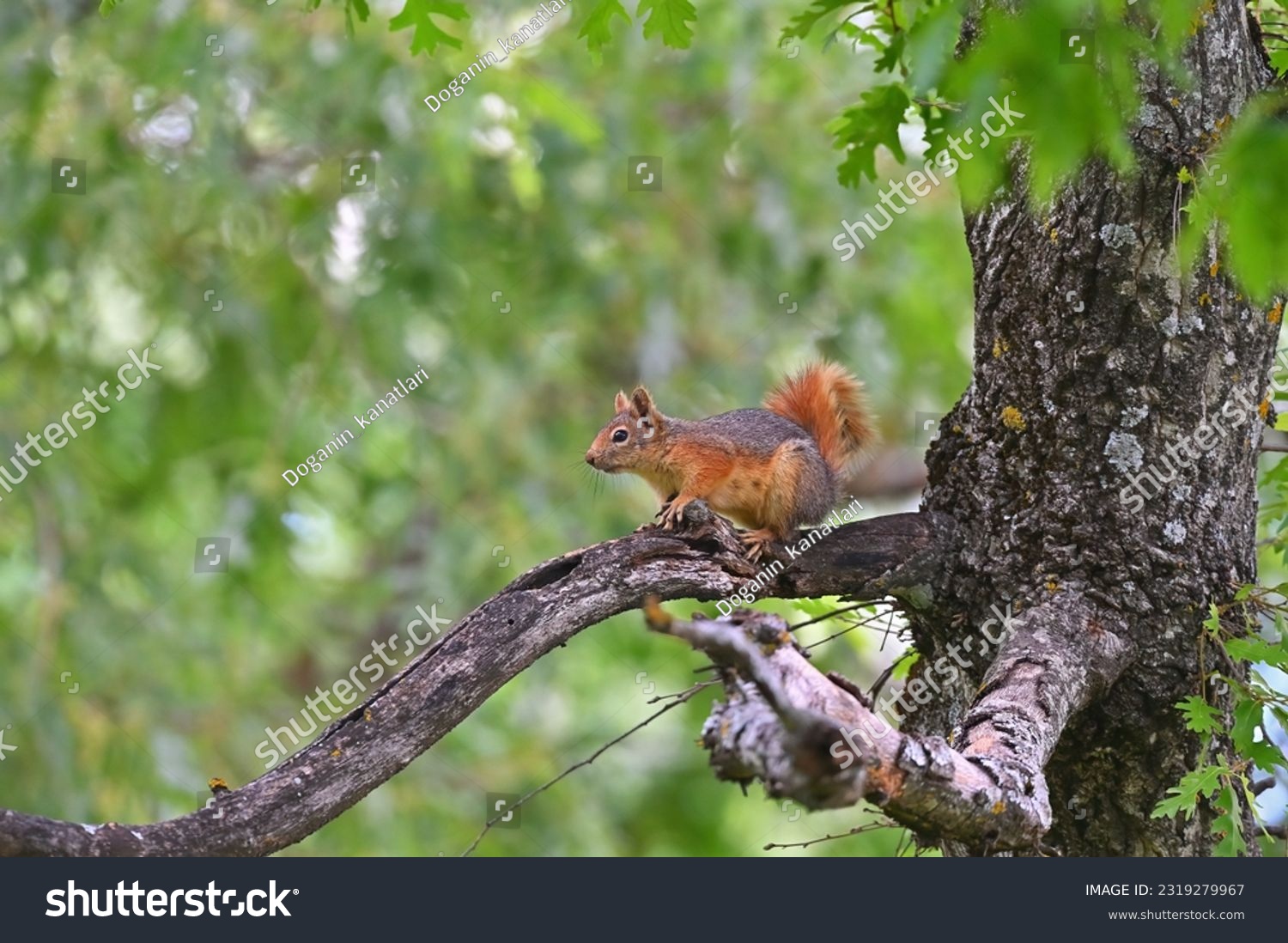 Squirrel sitting on a tree branch. Squirrel sitting on an oak tree_站酷海洛 ...