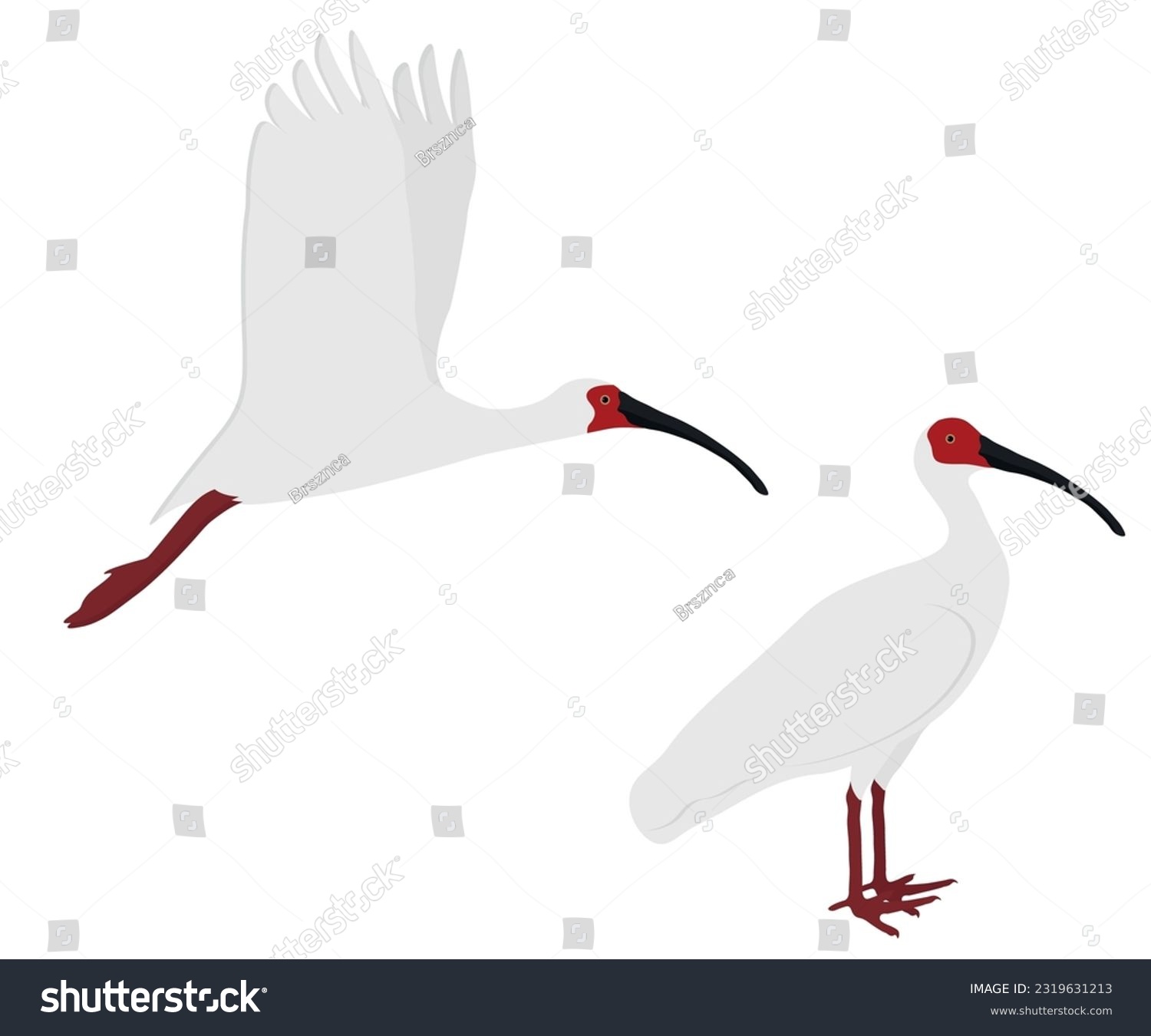 Set of Asian Japanese crested ibis bird. Toki. Nipponia nippon isolated ...