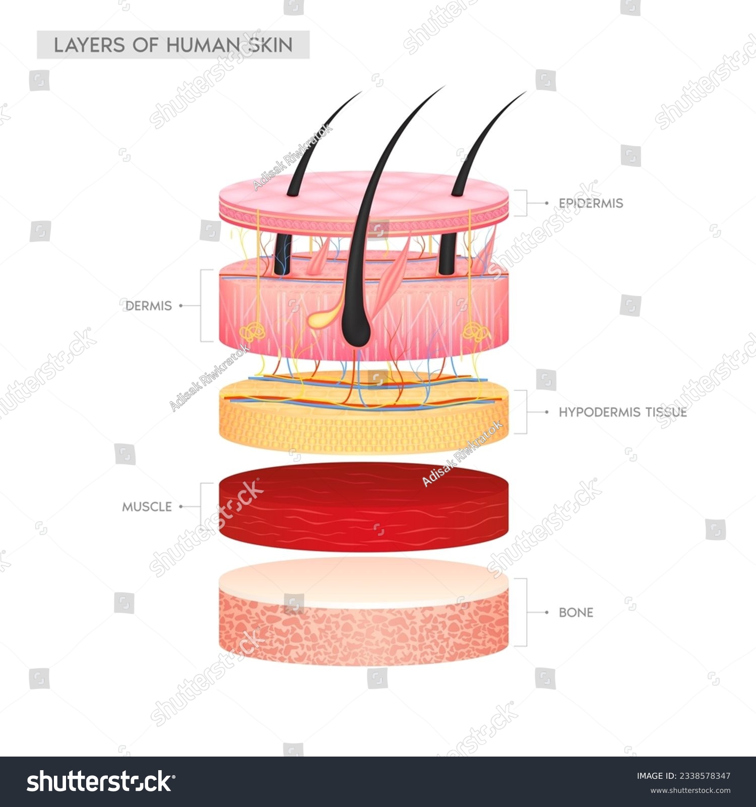 Hair dermis epidermis adipose layers hypodermis tissue fat cells and ...