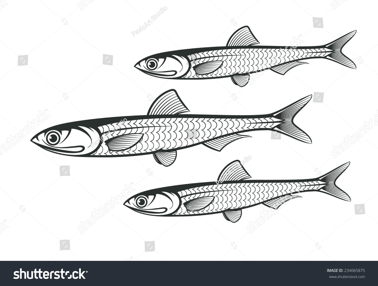 shool of anchovy fish outline vector illustration_站酷海洛_正版图片_视频_字体_音乐素材 ...