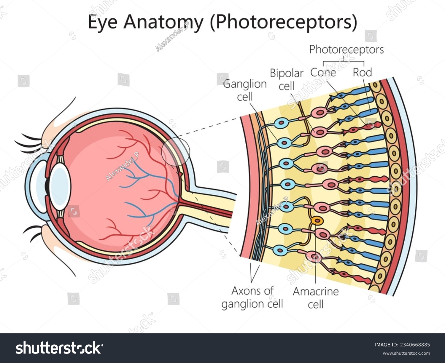 Human eye photoreceptor cell structure scheme diagram schematic vector ...