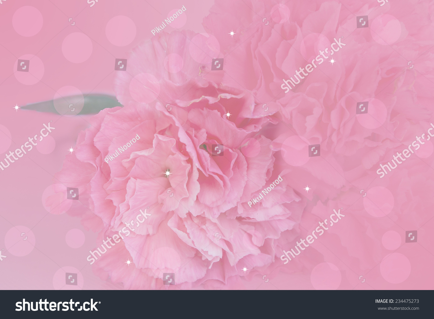 Pink carnation flower and bo ken_站酷海洛_正版图片_视频_字体_音乐素材交易平台_站酷旗下品牌