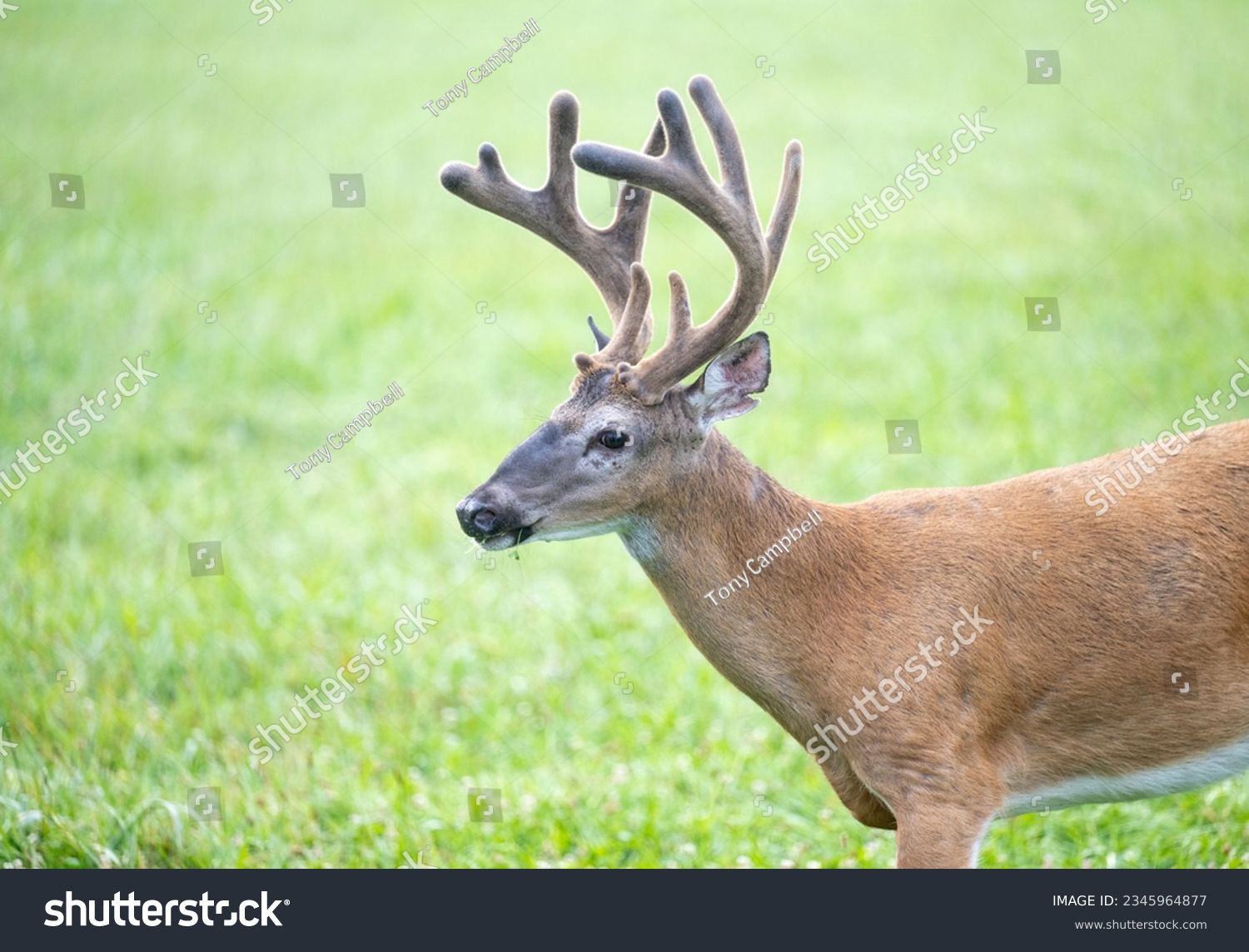 Large white-tailed deer buck with velvet on its antlers in Tennessee_站酷海洛_正版图片_视频_字体_音乐素材交易平台_站酷旗下品牌