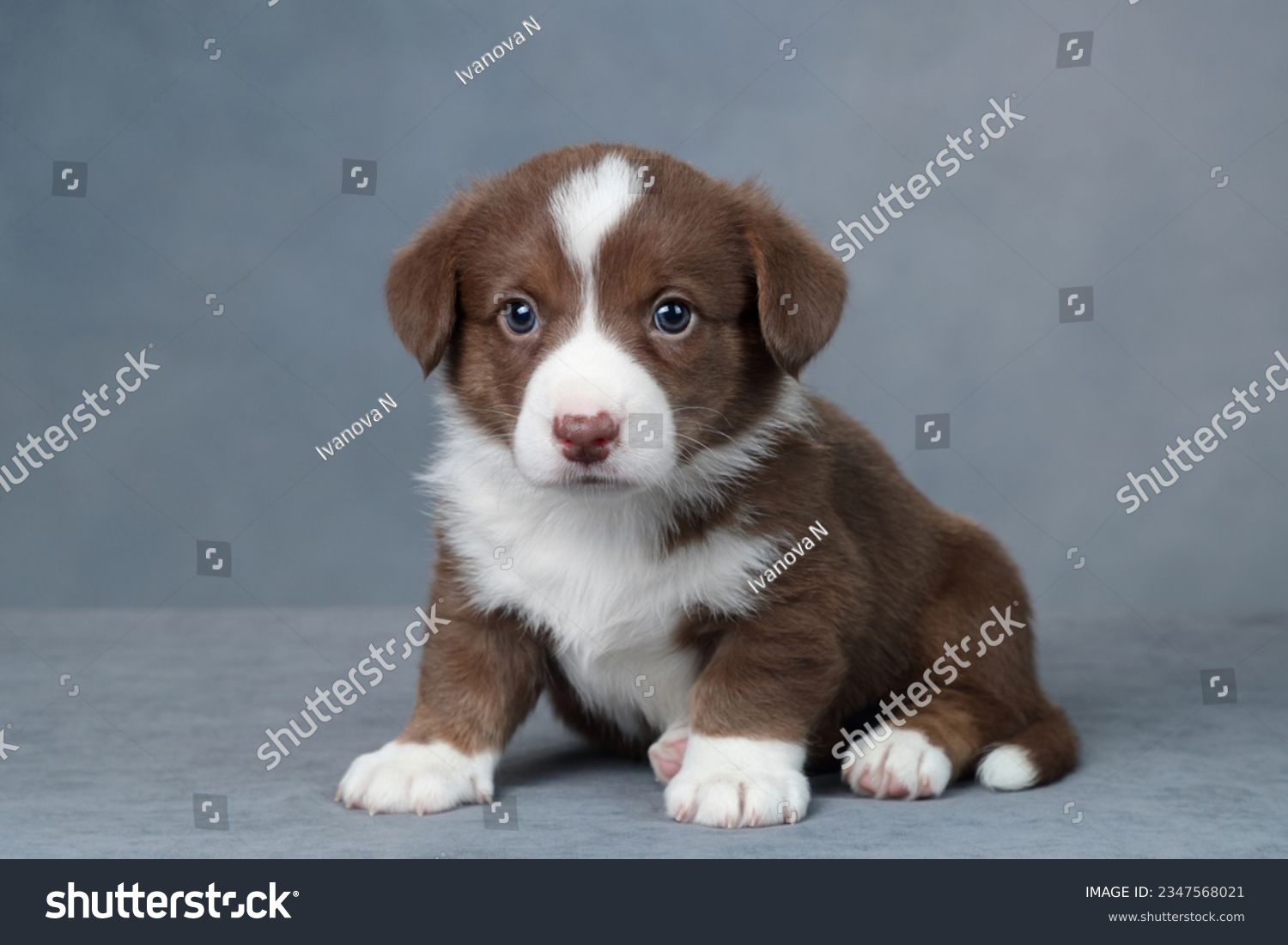 Cute little welsh corgi cardigan puppy. Funny red puppy_站酷海洛_正版图片_视频_字体 ...