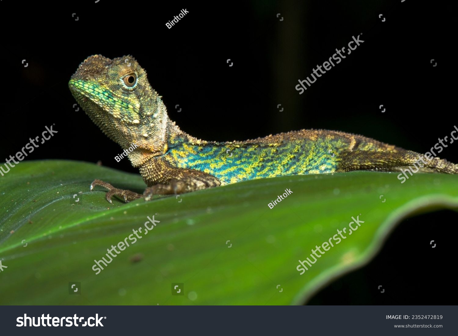 Blacklipped Eyebrow Lizard ( Phoxophrys nigrilabris )_站酷海洛_正版图片_视频_字体 ...