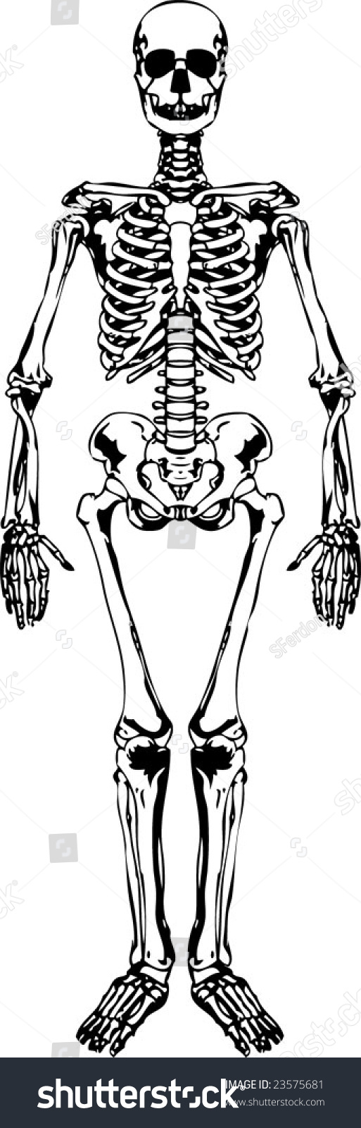 human bones_站酷海洛_正版图片_视频_字体_音乐素材交易平台_站酷旗下品牌
