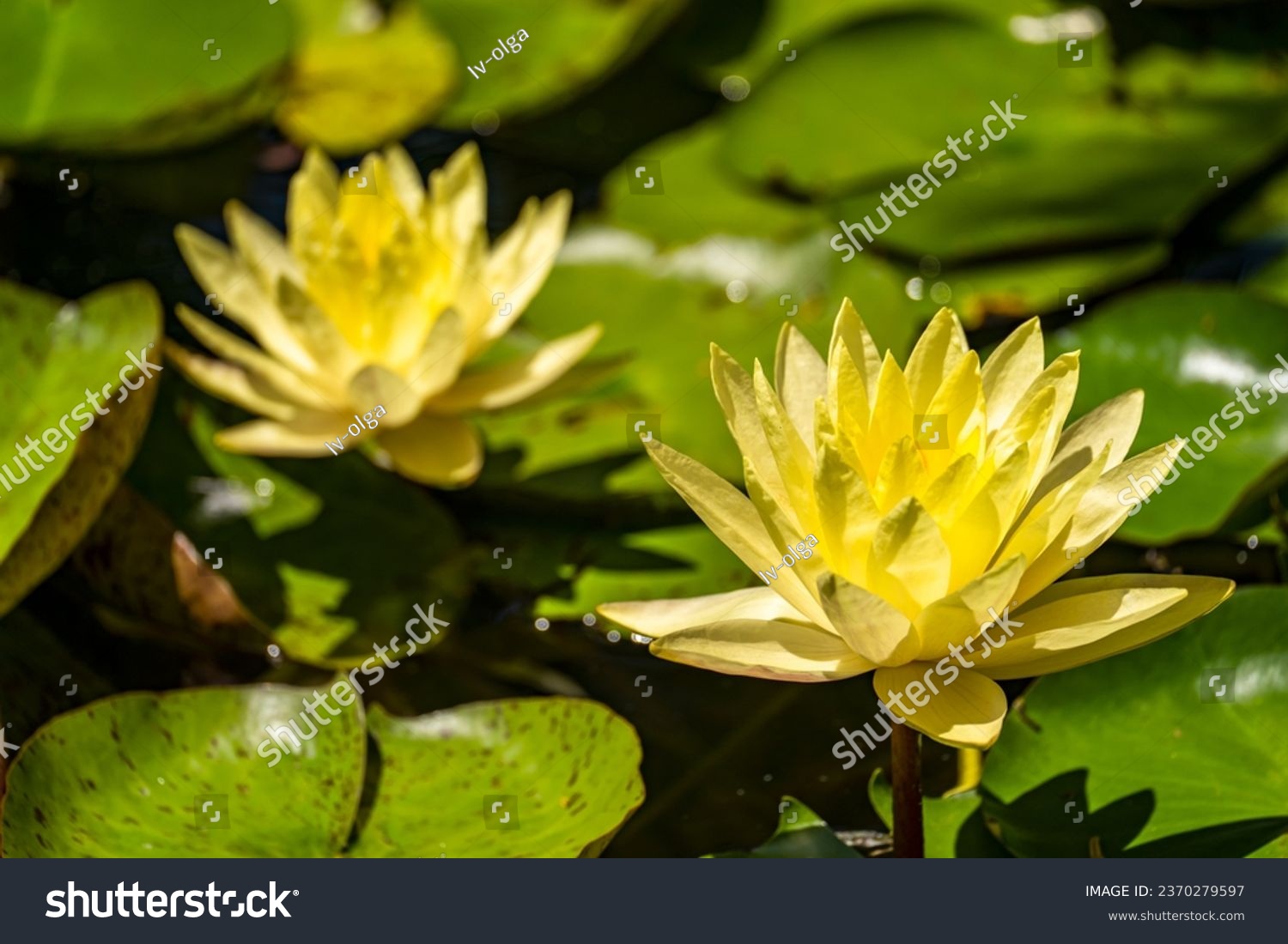 Close-up of Yellow Water Lily (Nymphaea mexicana)_站酷海洛_正版图片_视频_字体_音乐素材交易平台_站酷旗下品牌
