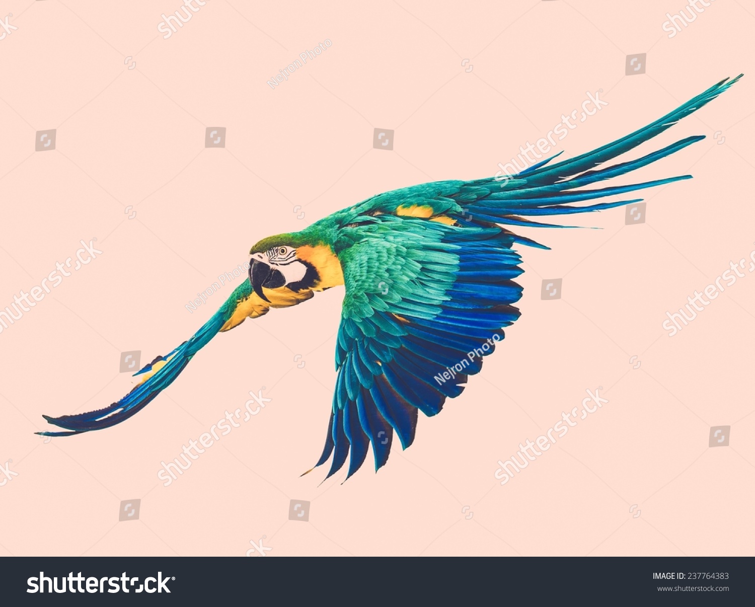 Colourful flying parrot toned_站酷海洛_正版图片_视频_字体_音乐素材交易平台_站酷旗下品牌