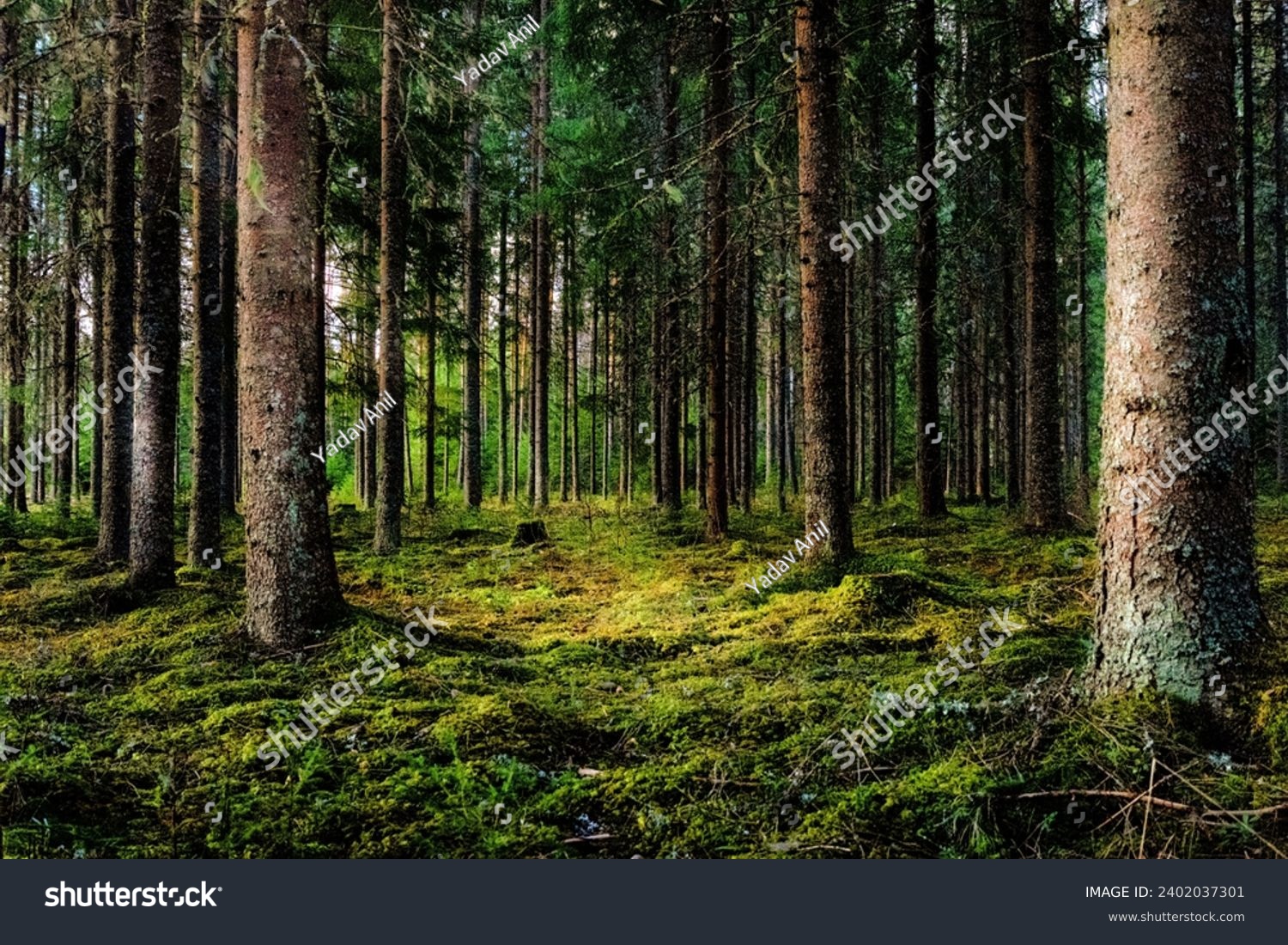 Stunning Image of Towering Verdant Trees in a Forest_站酷海洛_正版图片_视频_字体_音乐 ...