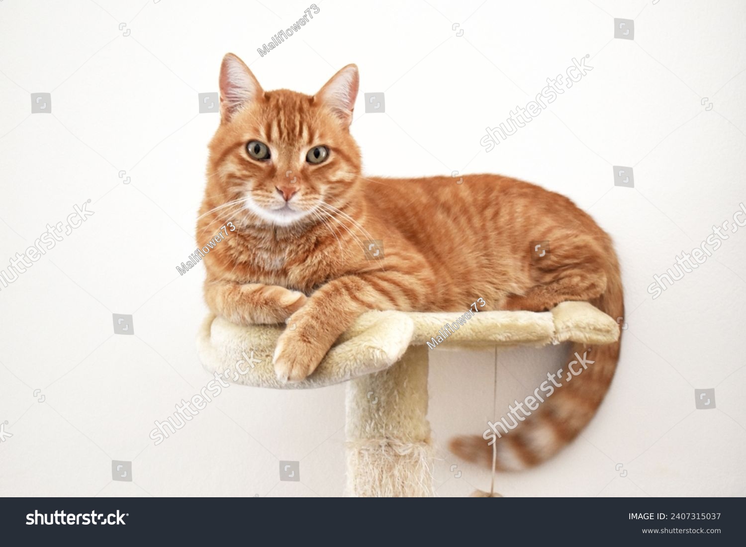 Ginger cat sitting on the cat activity center or tower or tree. Happy ...