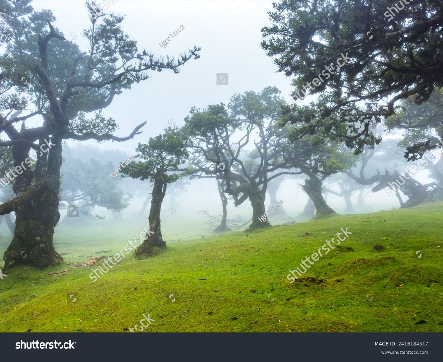 Portugal Madeira Island - 7 Juni 2023. Magic Fanal Forest with trees ...