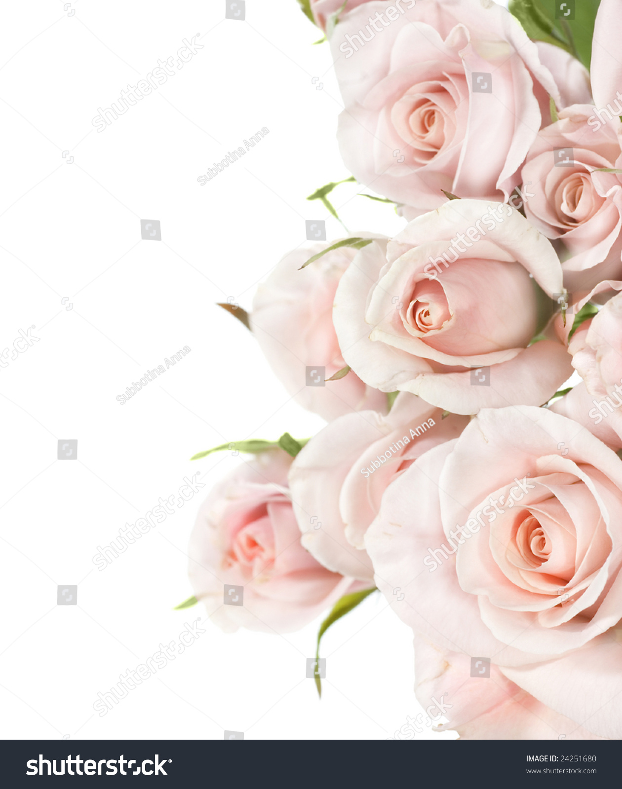 Beautiful Roses Border_站酷海洛_正版图片_视频_字体_音乐素材交易平台_站酷旗下品牌