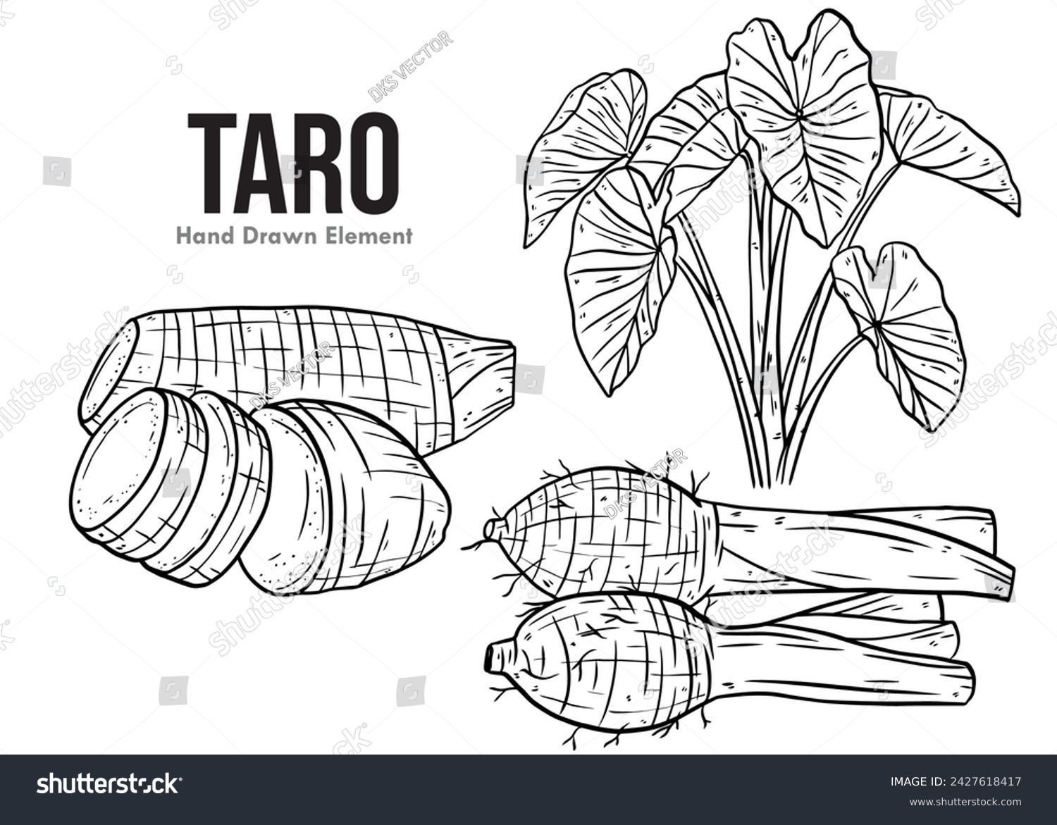 Ink hand drawn sketch taro. Taro plant agricultural tuber. Packaging ...