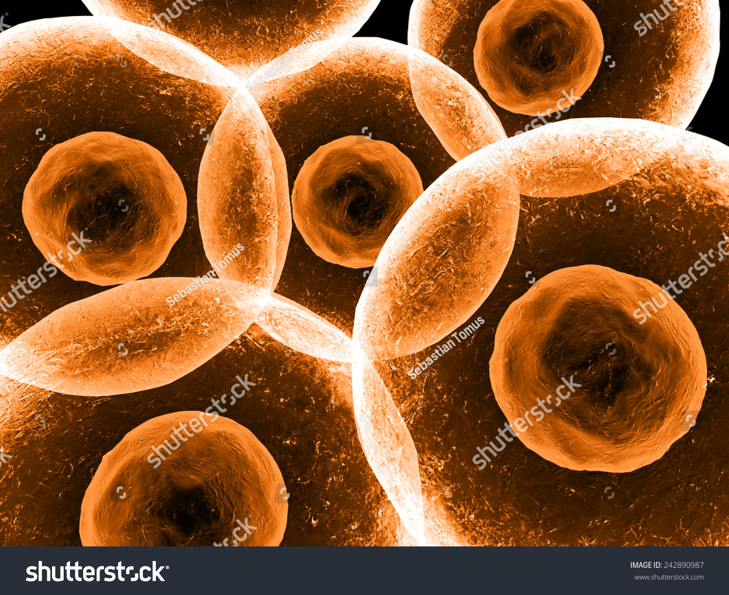 orange cells _站酷海洛_正版图片_视频_字体_音乐素材交易平台_站酷旗下品牌
