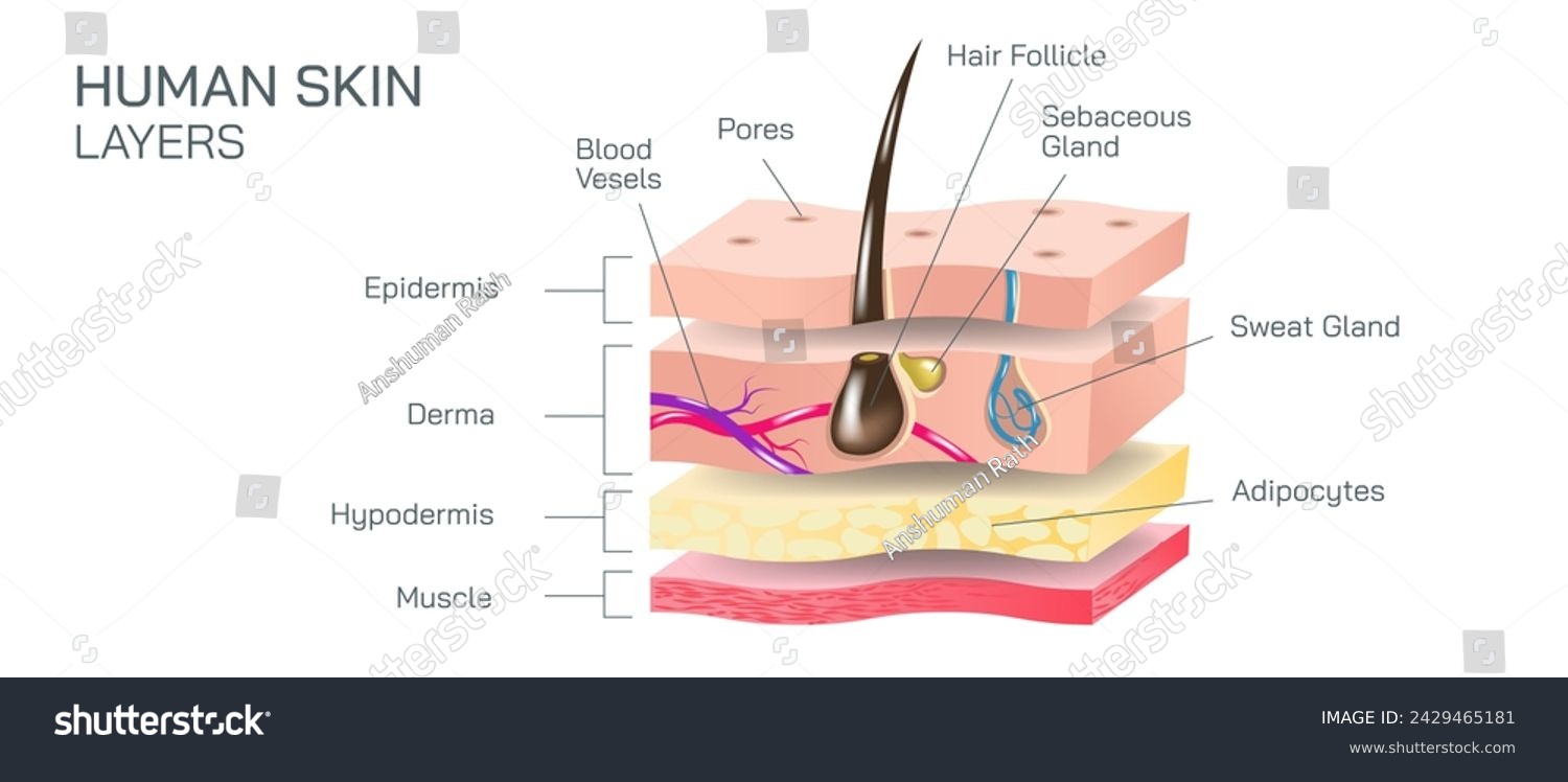 Human skin layers vector illustration. epidermis dermis the hypodermis ...