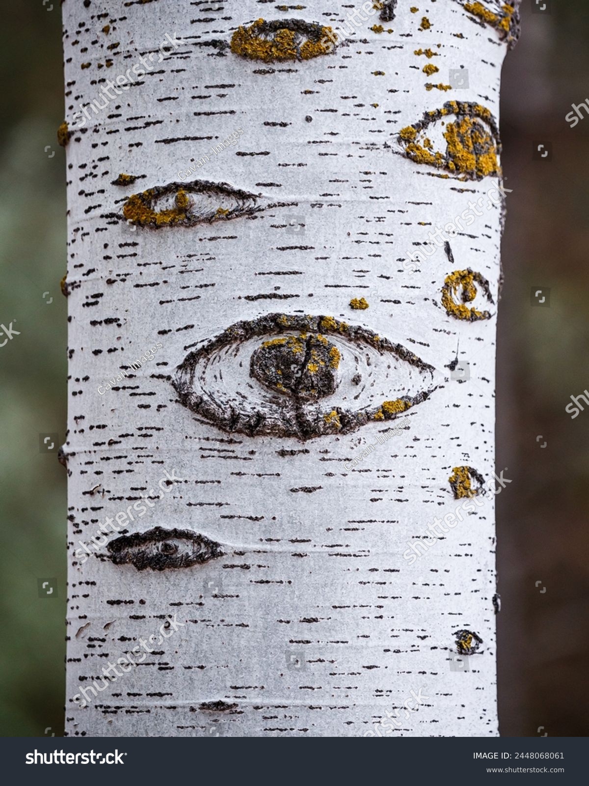 Eyes in the trunk of a birch tree at Carrizosa_站酷海洛_正版图片_视频_字体_音乐素材交易平台 ...