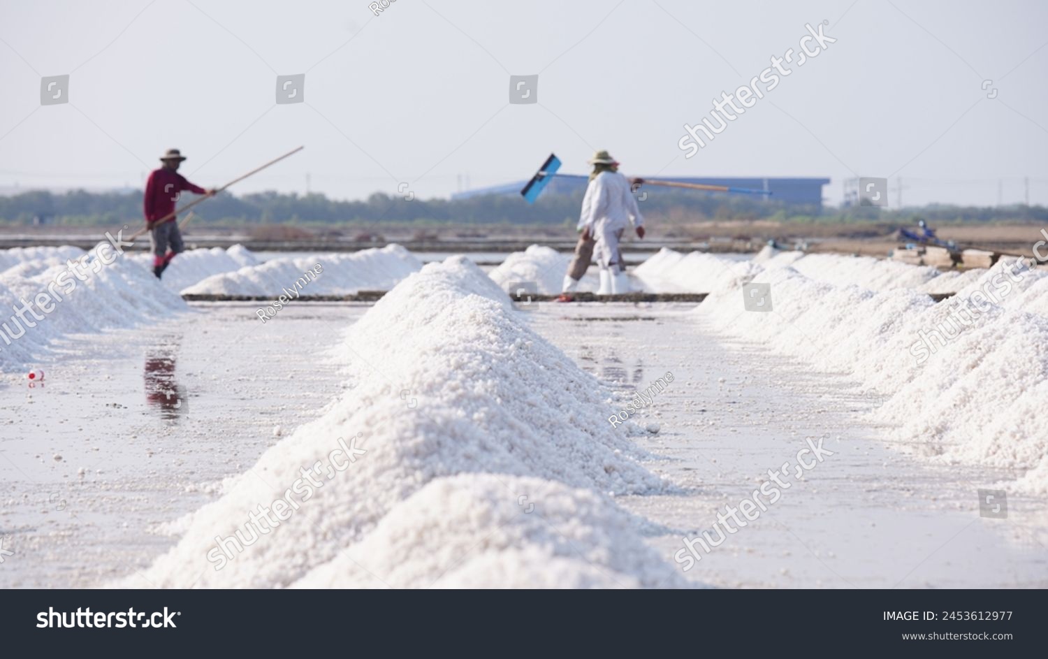Sea salt working at sea agricultural farmer. Farmer harvest salt from ...