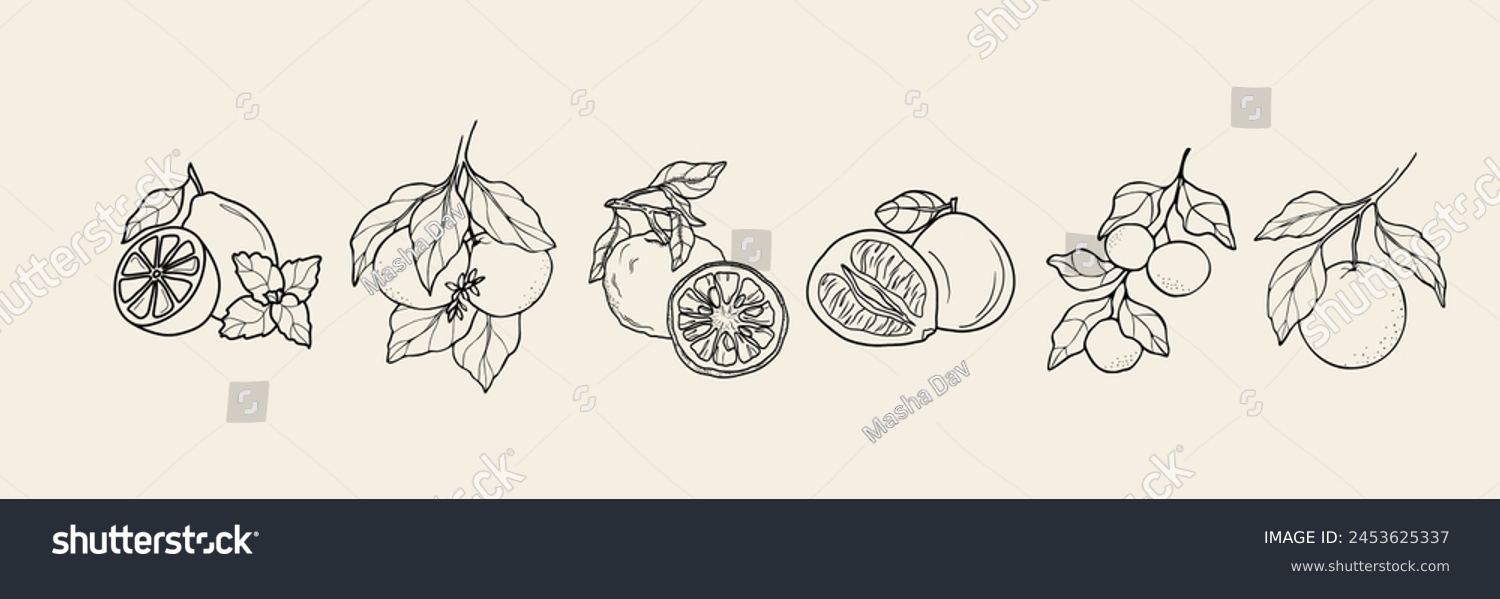 Line art citrus fruits. Lemon bitter orange yuzu pomelo clementine ...