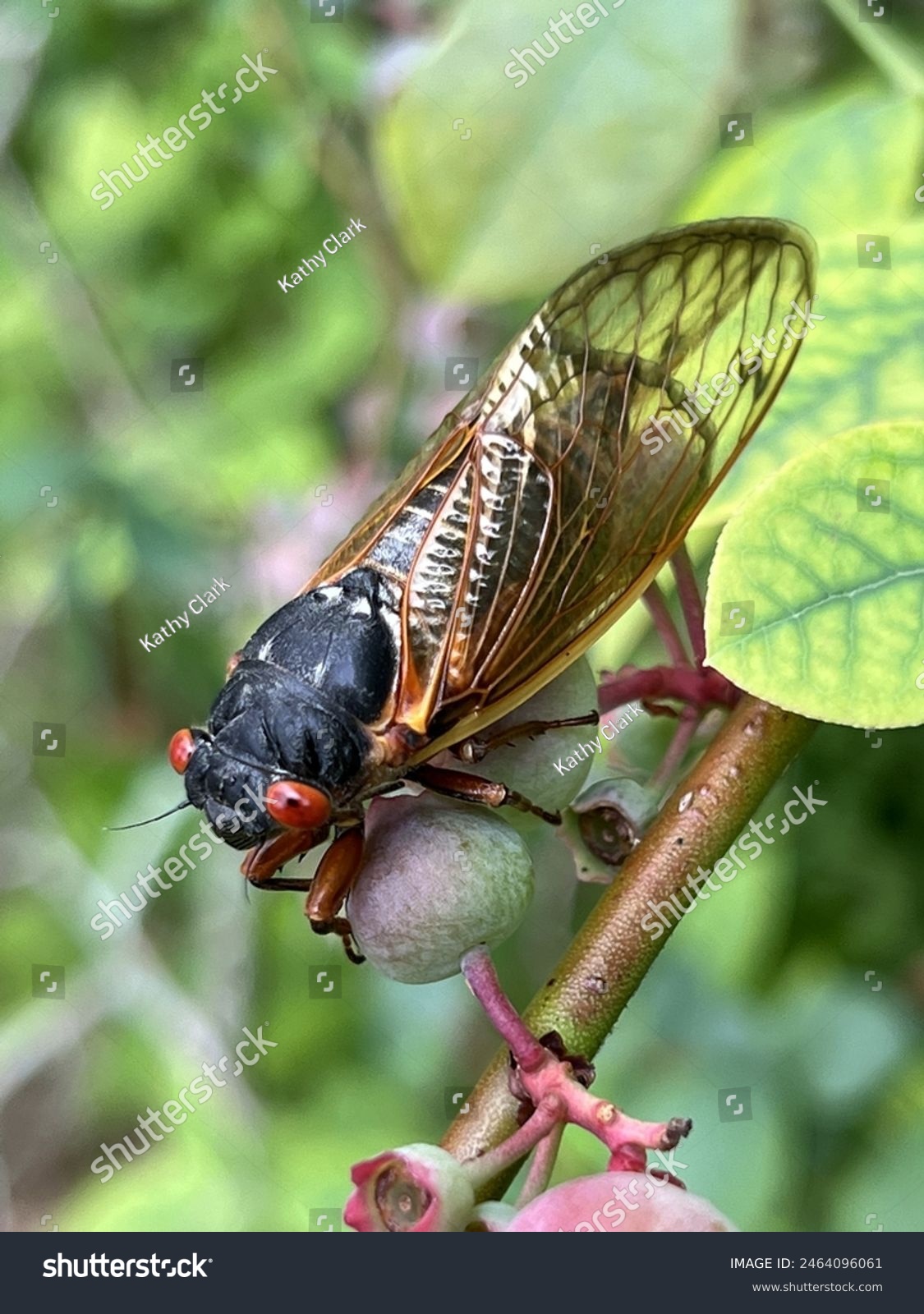13 or 17 Year Red Eye Cicada Bug - Periodical cicadas - Magicicada ...