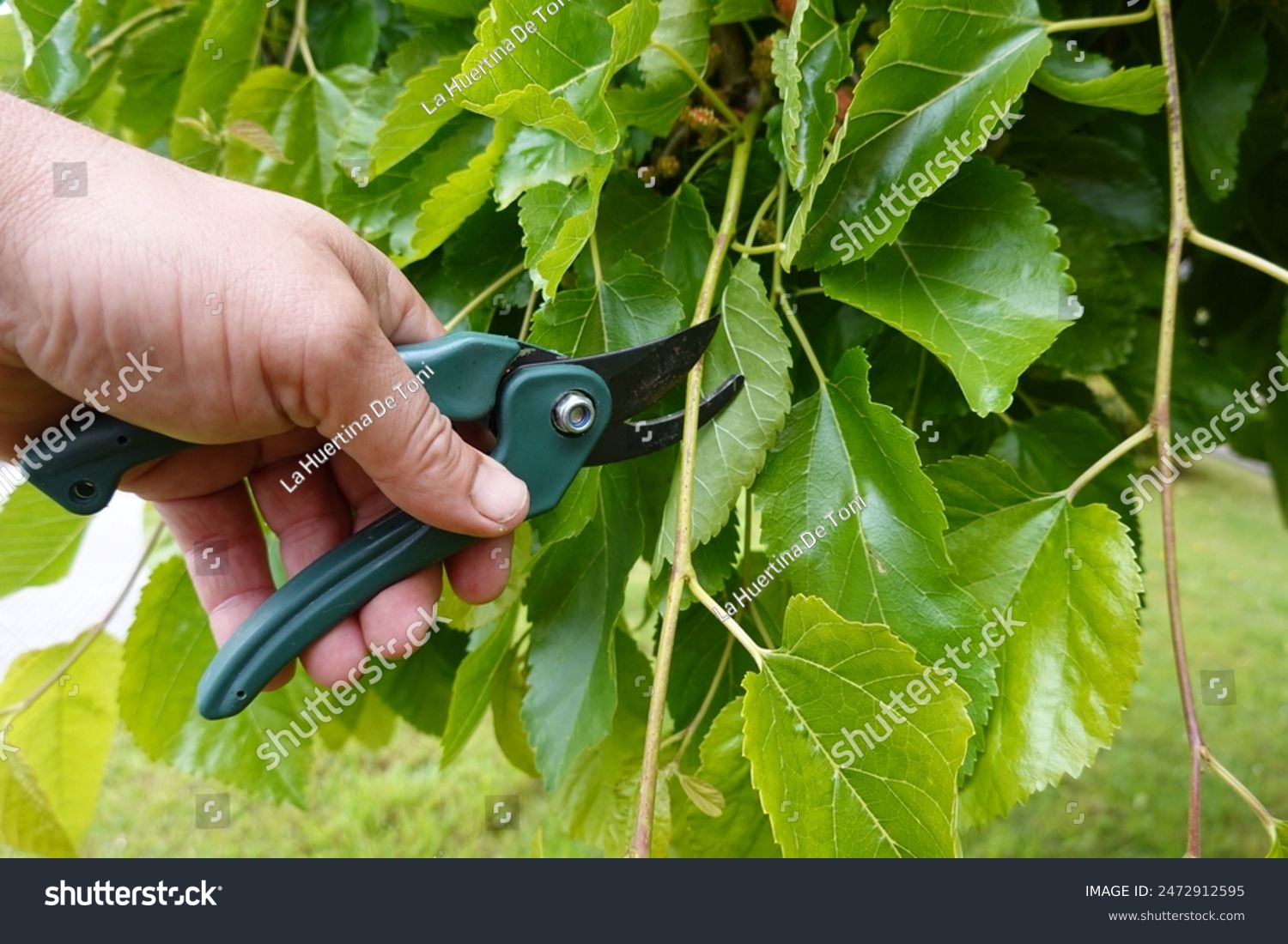 man pruning mulberry tree branches. pruning fruit trees to improve ...
