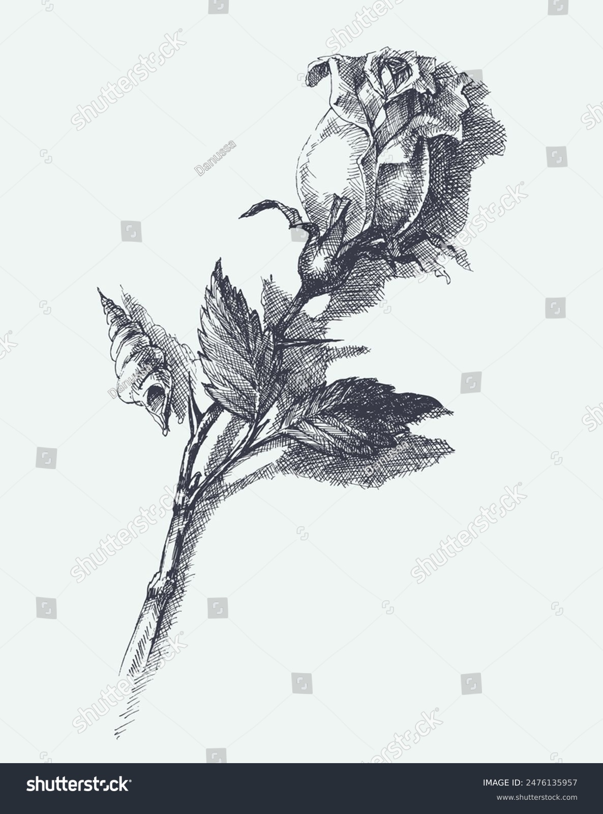 One rose bud and a sea shell hand drawing_站酷海洛_正版图片_视频_字体_音乐素材交易平台_站酷旗下品牌