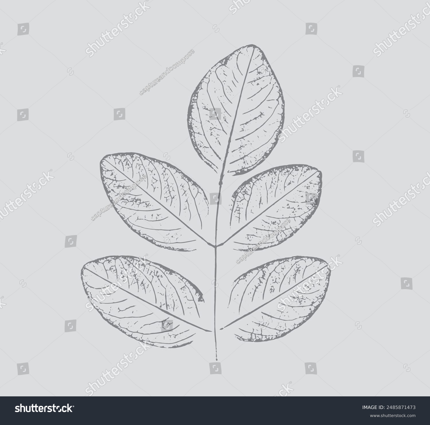 Gray monotone stamp botanical print of a leaf or plant with organic ...