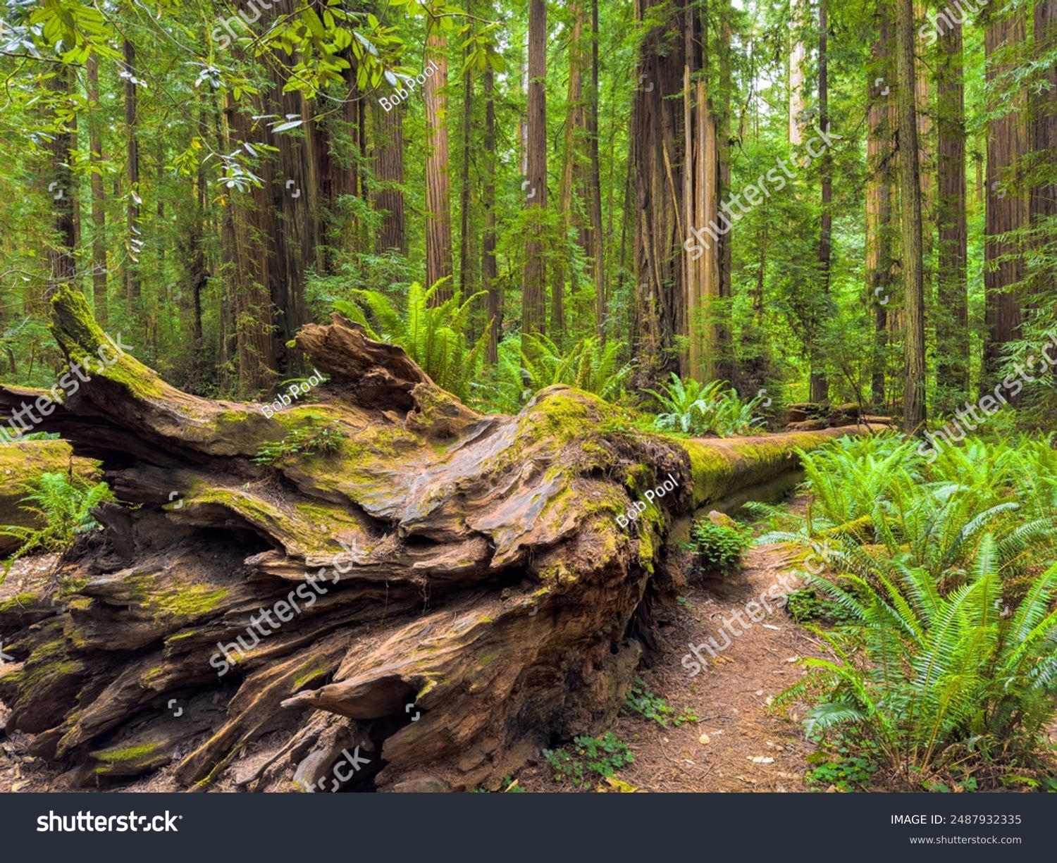 Beautiful dead fallen redwood tree with the roots exposed Redwood and ...