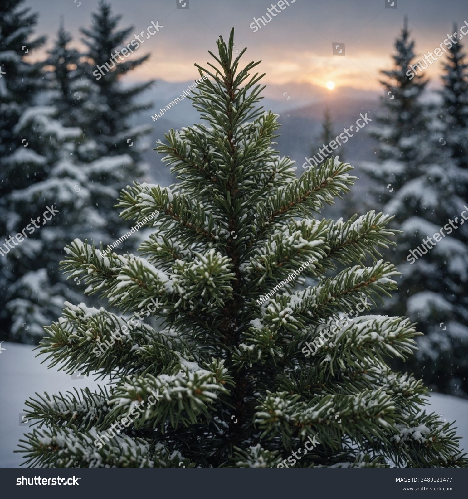 The Fraser Fir (Abies fraseri) is a medium-sized evergreen tree native ...