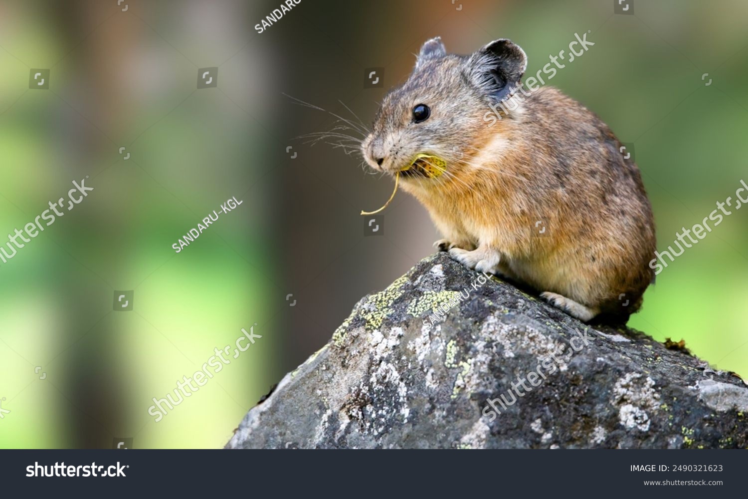 rare animals wildlife mammals isolated mammals silhouette animals and ...