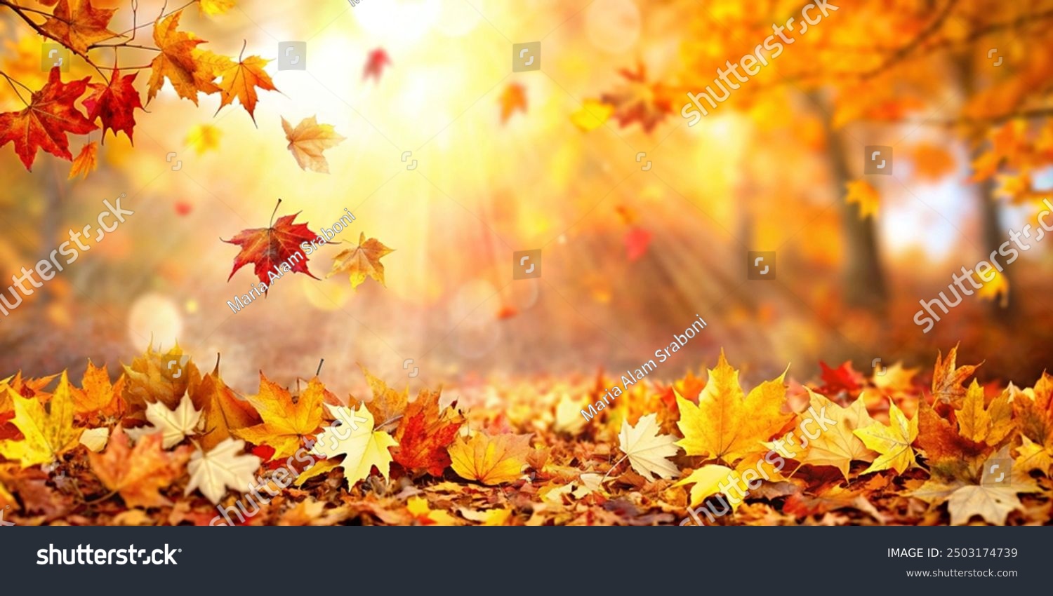 Beautiful Orange fall leaves in park autumn natural background_站酷海洛_正版 ...