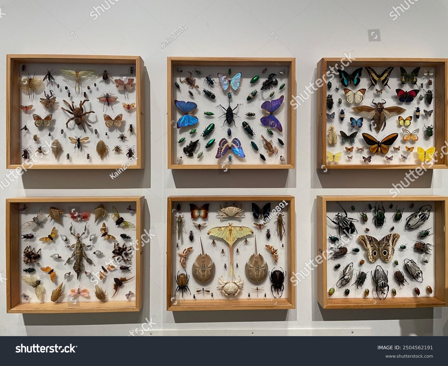 Wall of taxidermy insects at the Natural History Museum in Los Angeles ...