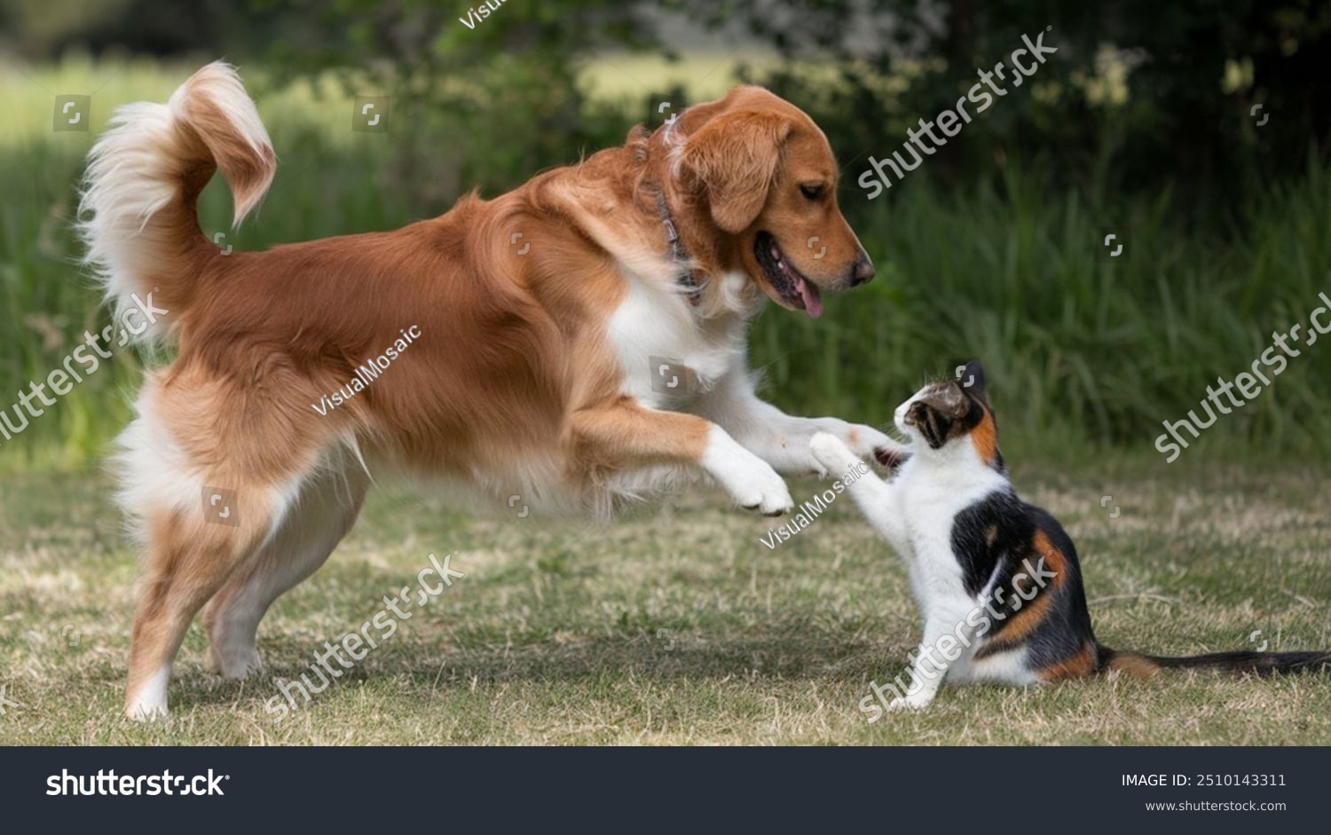 A golden retriever playfully wags its tail while a curious gray tabby ...