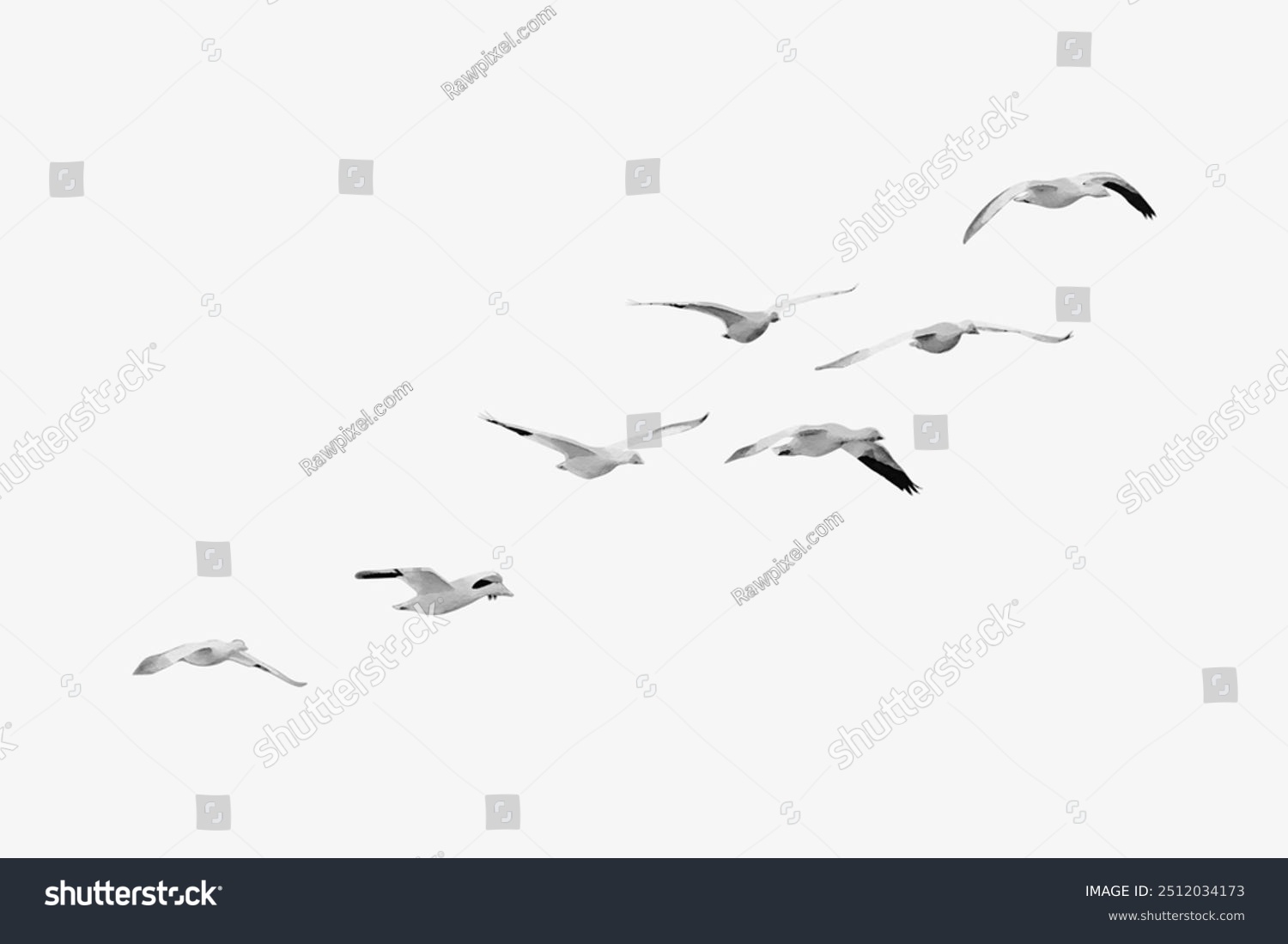 Watercolor flying birds collage element. _站酷海洛_正版图片_视频_字体_音乐素材交易平台_站酷旗下品牌