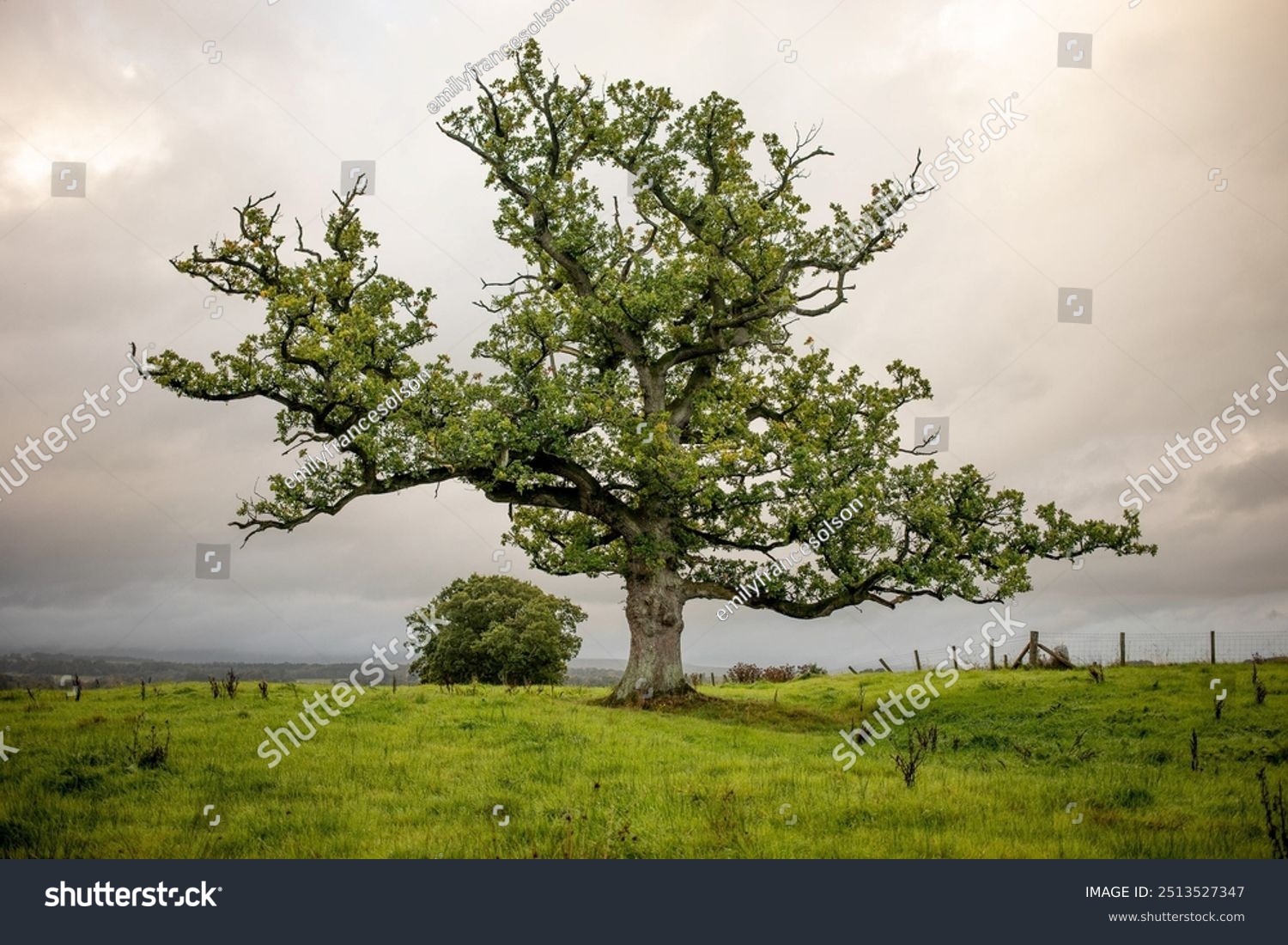 Tree along the Hadrians Wall path in the UK_站酷海洛_正版图片_视频_字体_音乐素材交易平台_站酷旗下品牌