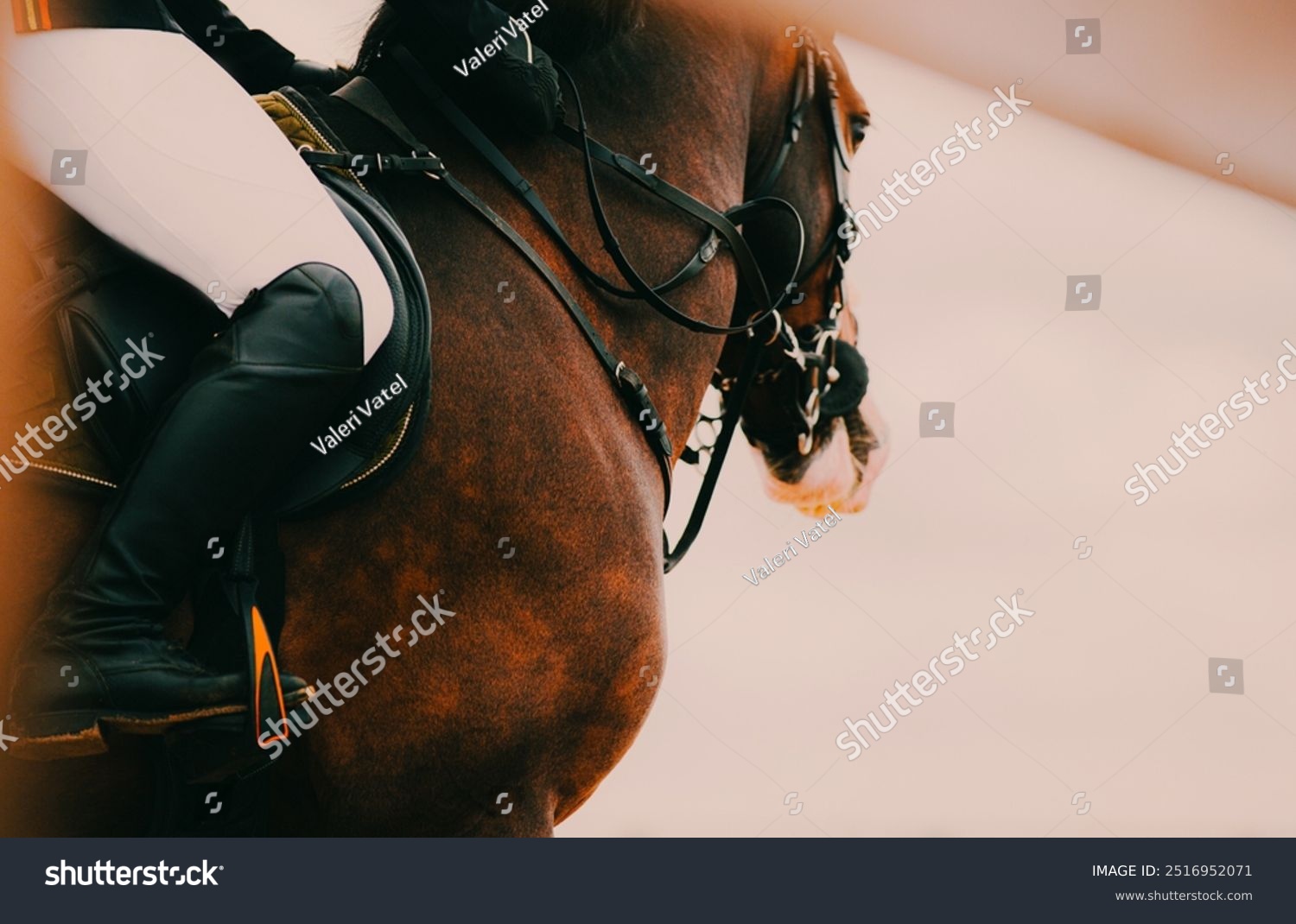 A rider is sitting on a bay horse dressed in sports gear participating in equestrian ...