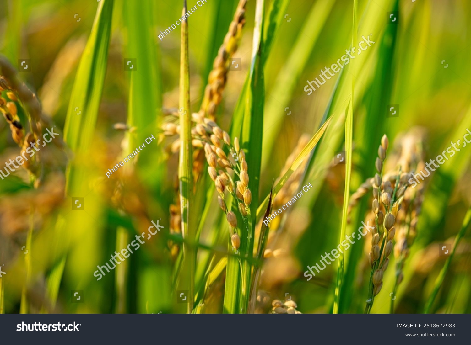golden rice growing in autumn rice fields_站酷海洛_正版图片_视频_字体_音乐素材交易平台_站酷旗下品牌