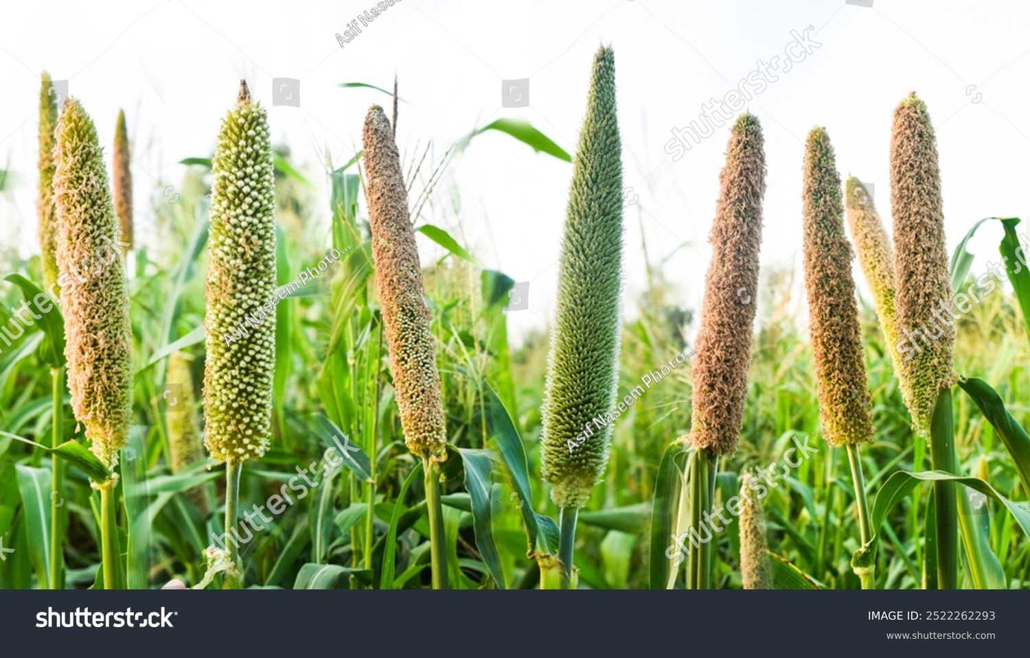 set Beautiful closeup pearl millet crop field in rural area.Ripping ...