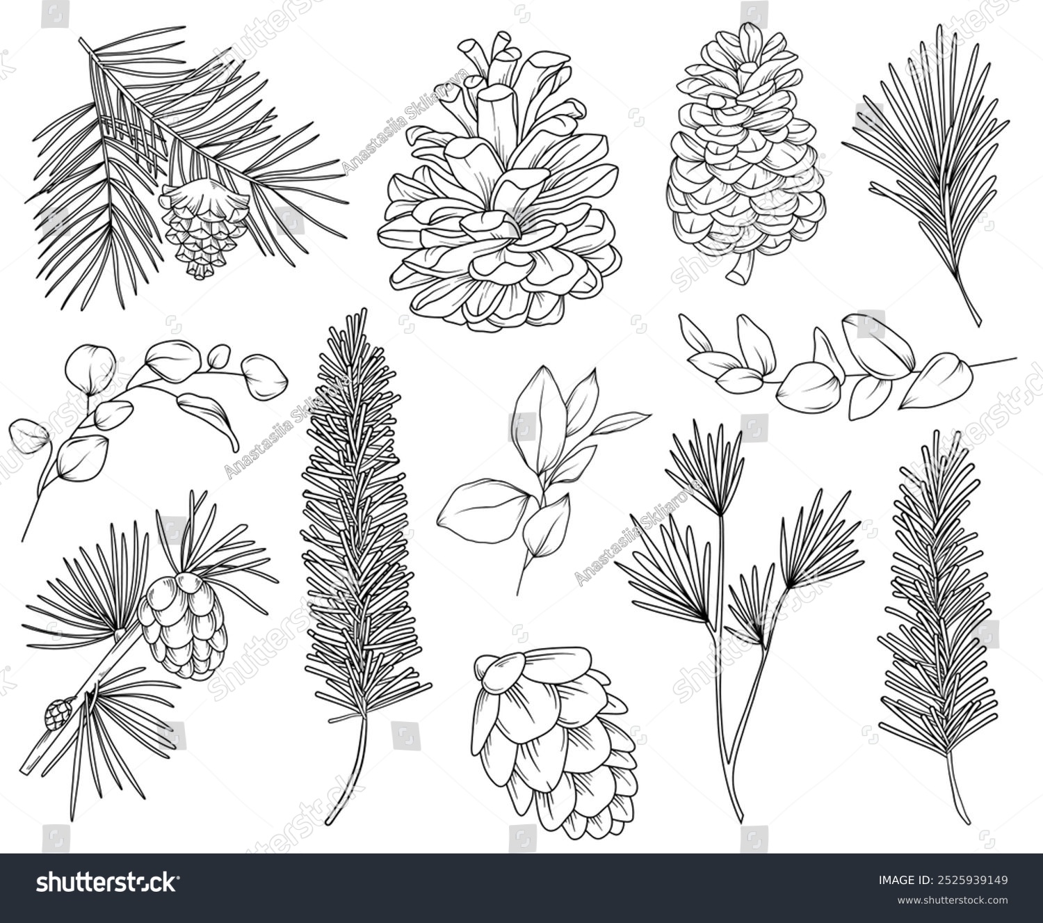 Botanical forest line drawing hand drawn line art fir cones pinecones ...