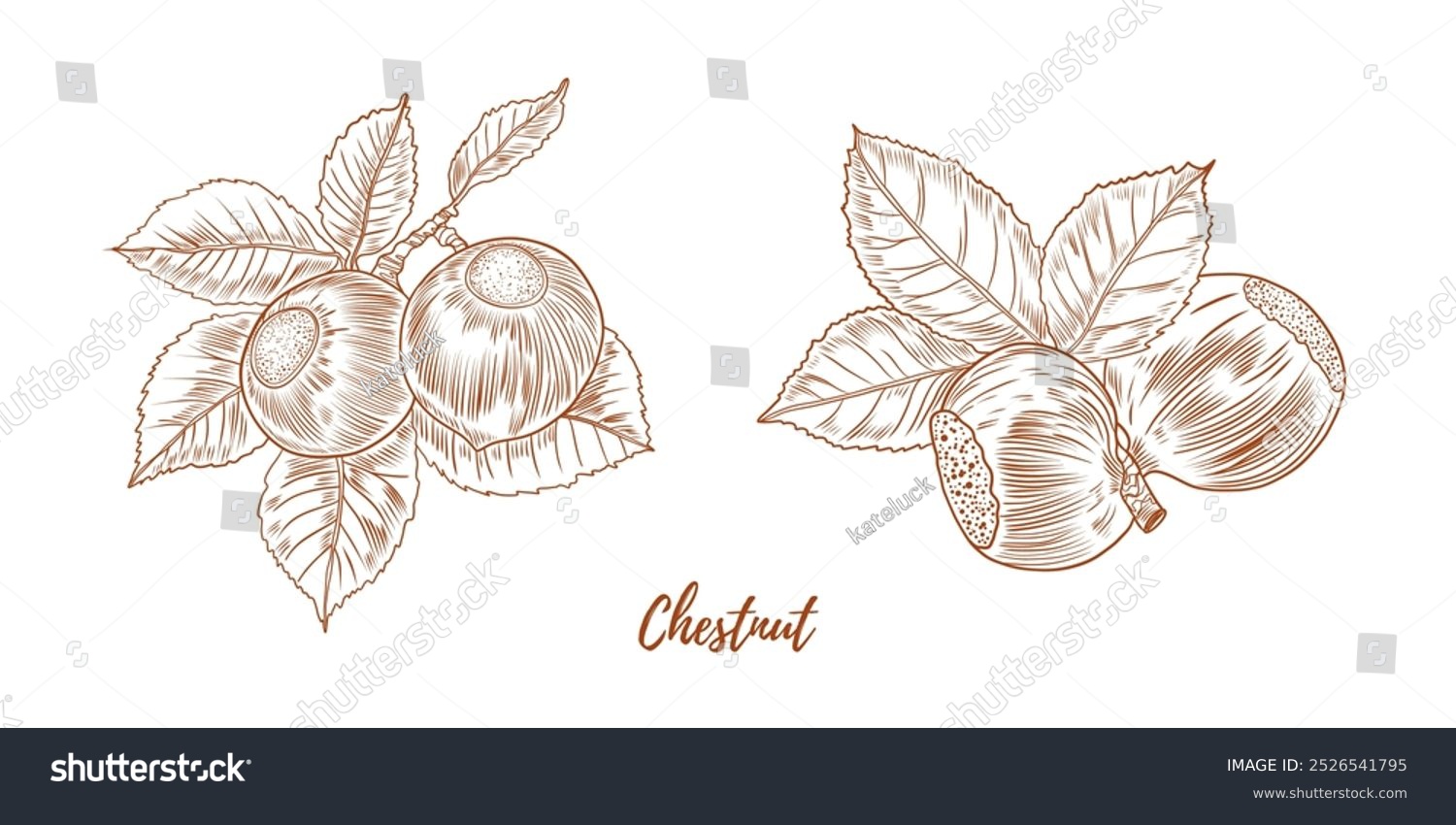 Set of vector chestnut branch with nuts and leaves flowers line art ...