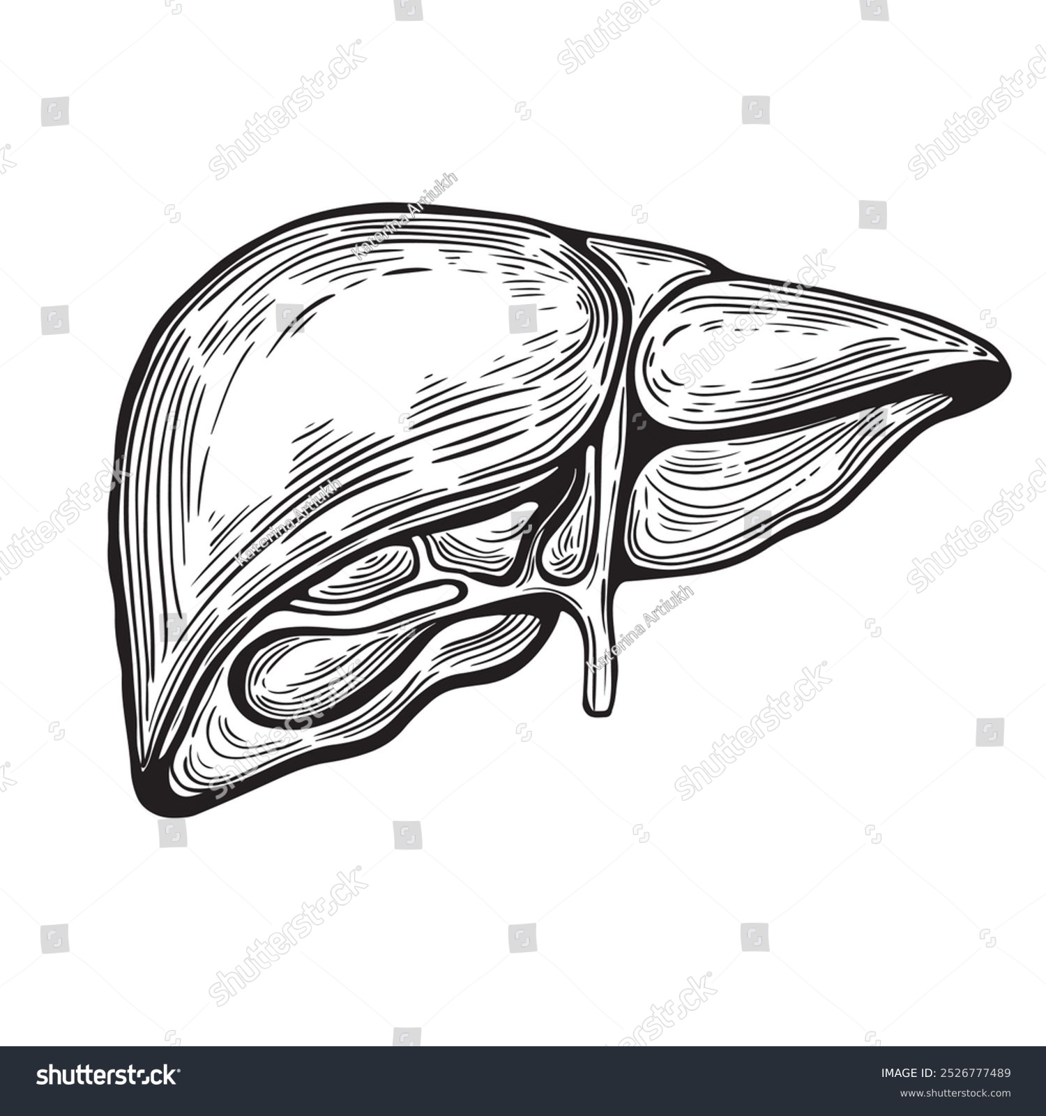 Liver vector. Human liver anatomy in engraving style. Line drawing ...