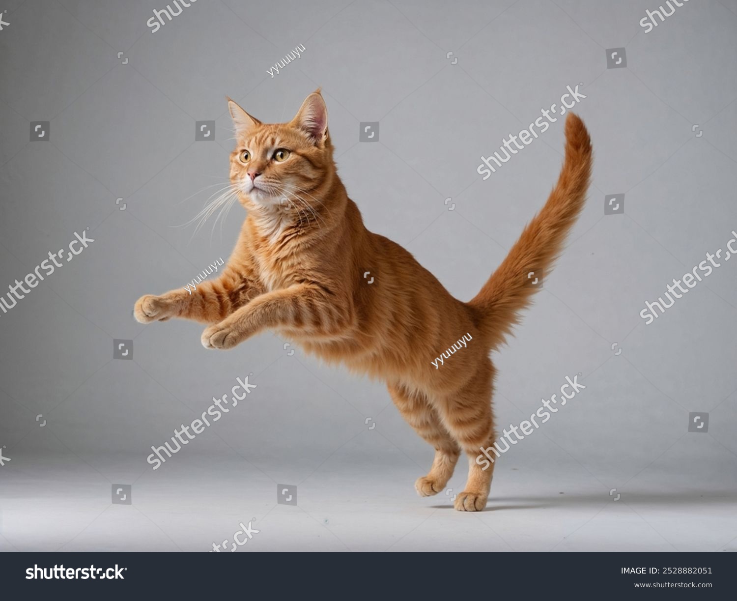 Orange cat jump in the studio and white background_站酷海洛_正版图片_视频_字体_音乐素材 ...