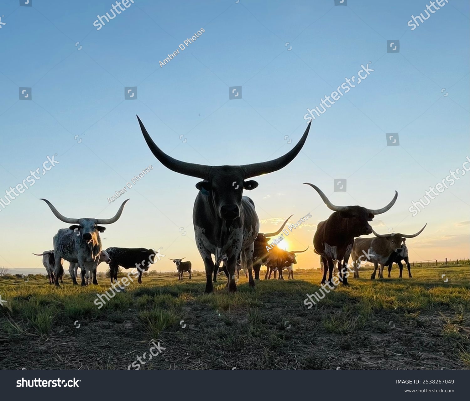 Texas Longhorn Cattle at Sunset: A Majestic Scene_站酷海洛_正版图片_视频_字体_音乐素材 ...